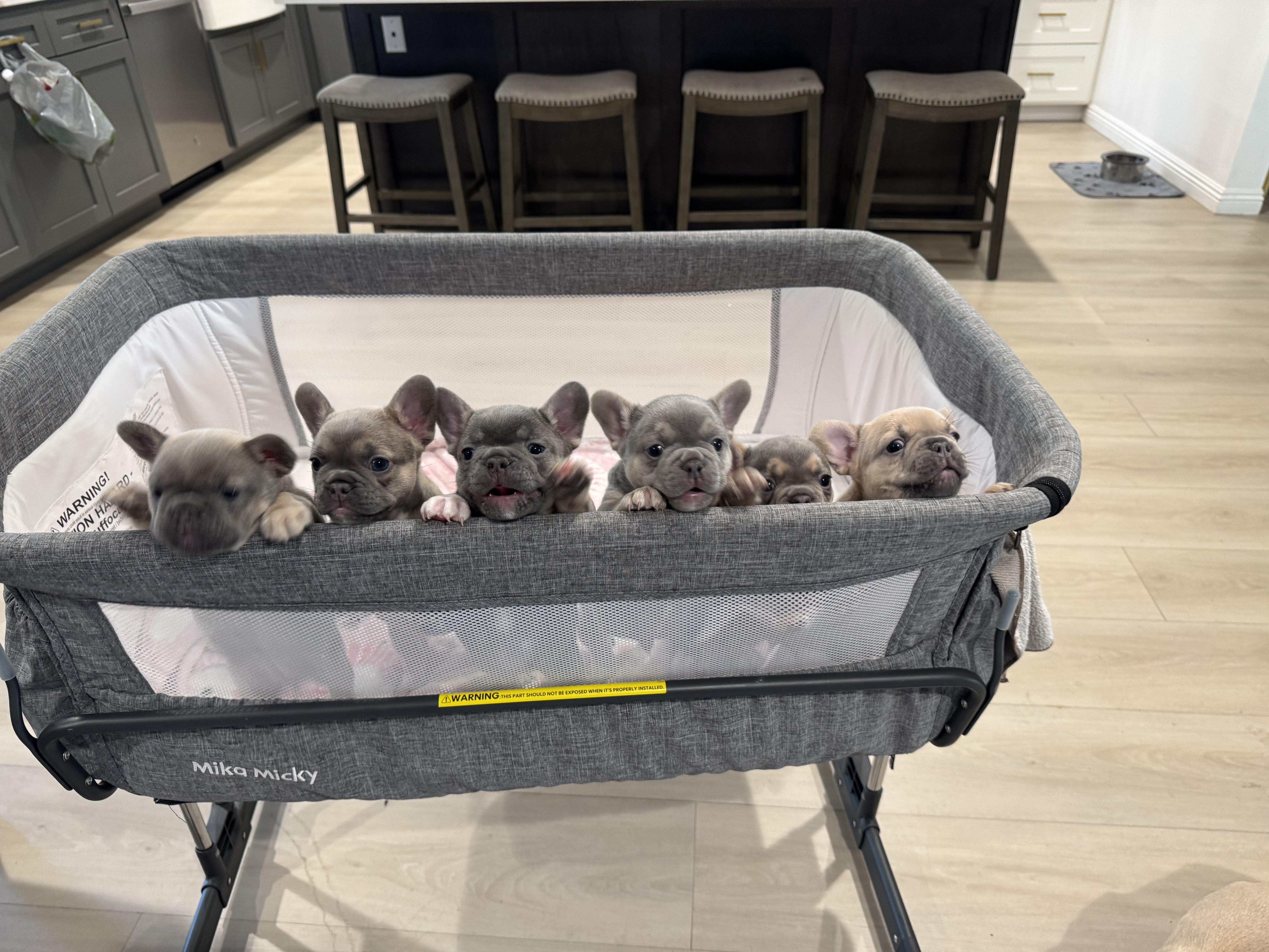 Chai Society Frenchies in California | French Bulldog puppies | Good Dog