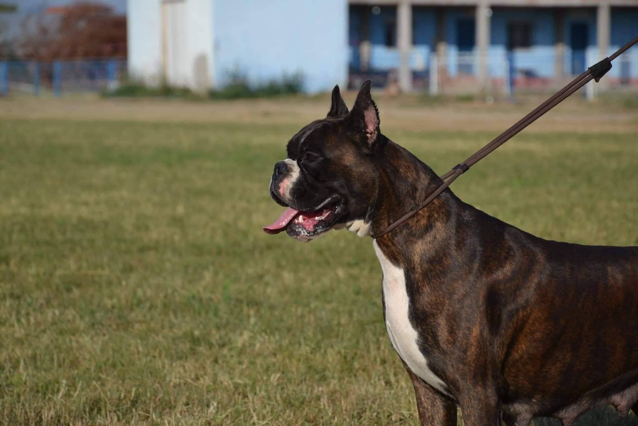 Serendipity's European Boxers in Montana | Boxer puppies | Good Dog