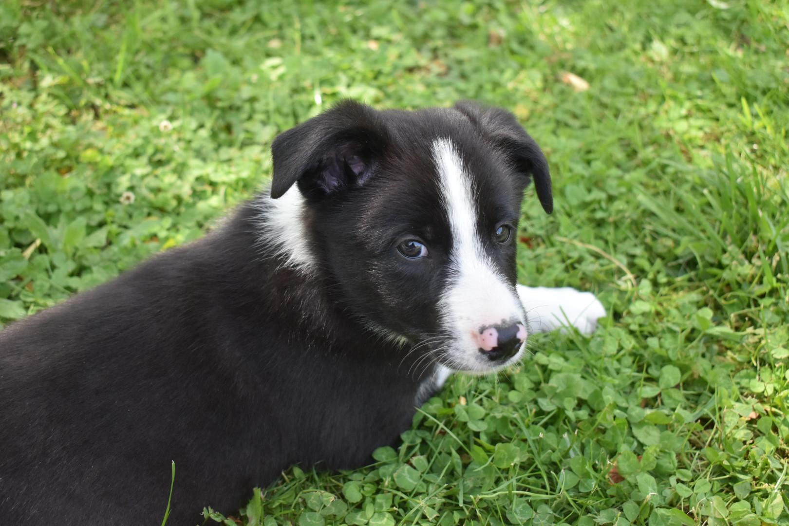 Porter’s Borders in Kentucky | Border Collie puppies | Good Dog