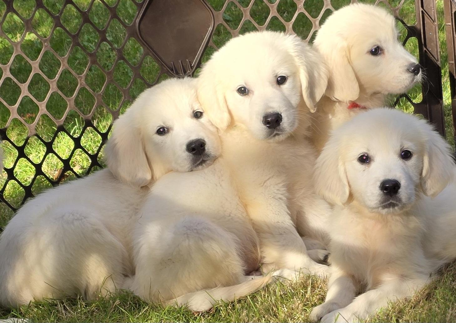 Alpine Valley Ranch-European English Cream Golden Retriever in ...