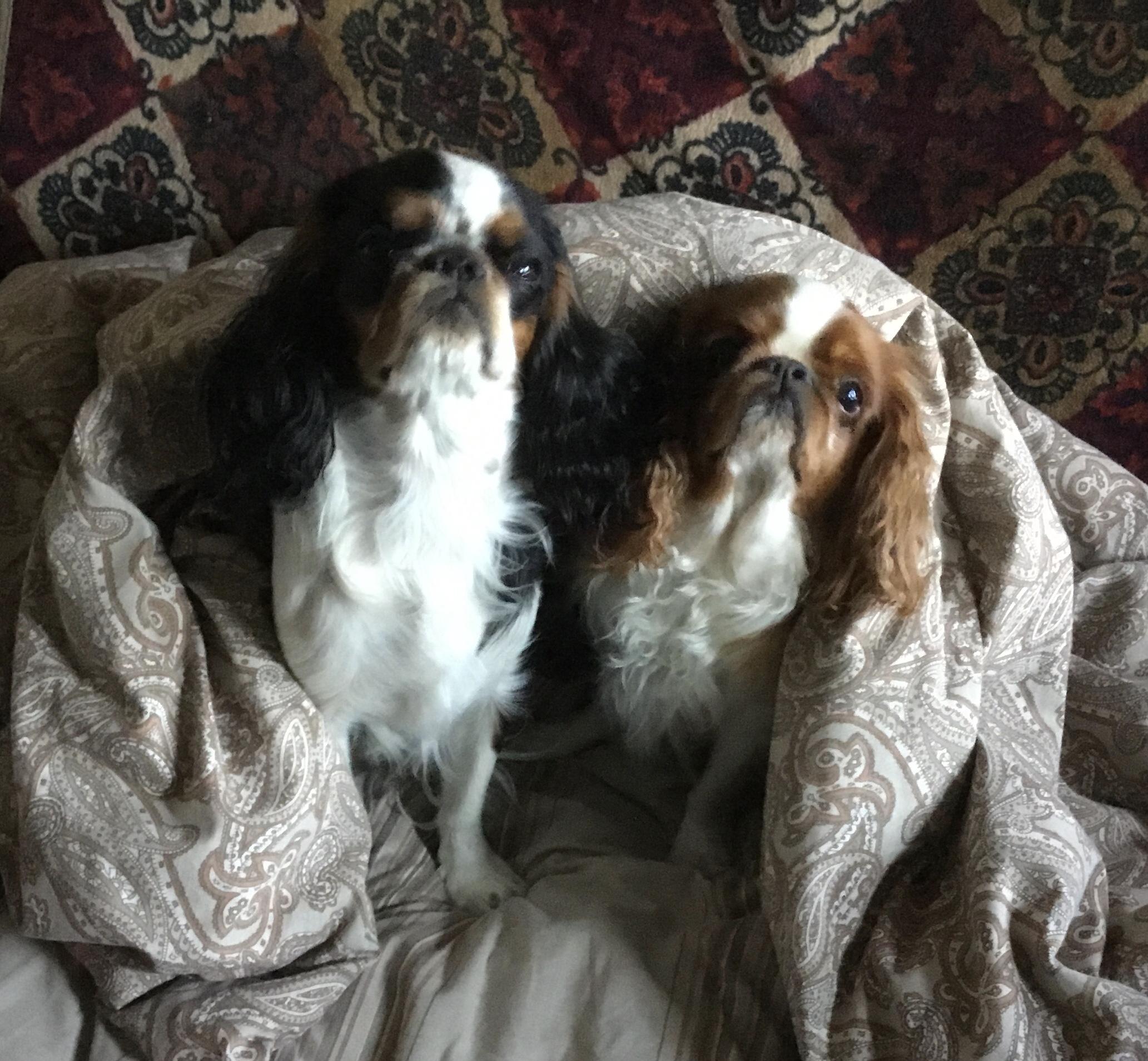 Breston's English Toys in Texas | English Toy Spaniel puppies | Good Dog