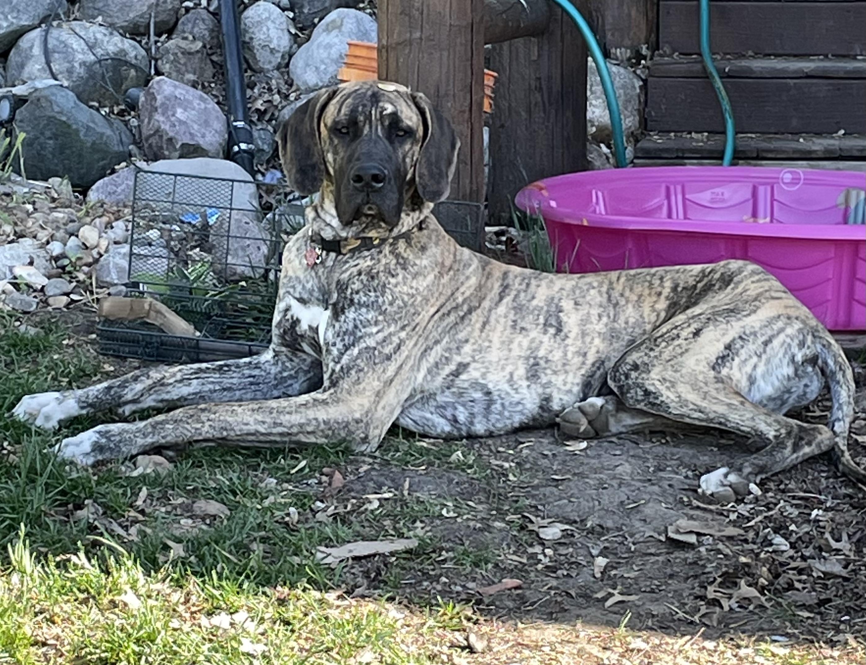 Bull West Kennels in Iowa | Great Dane puppies | Good Dog