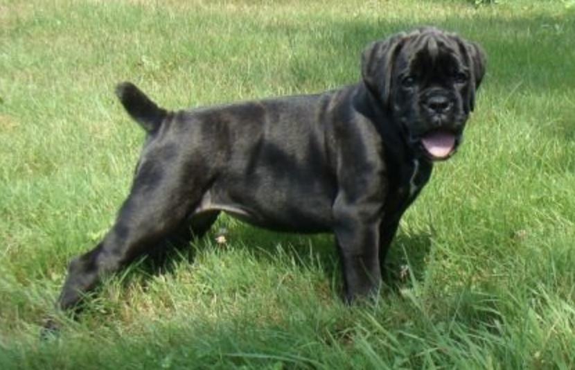 Codman Hill Boxers in Maine | Boxer puppies | Good Dog