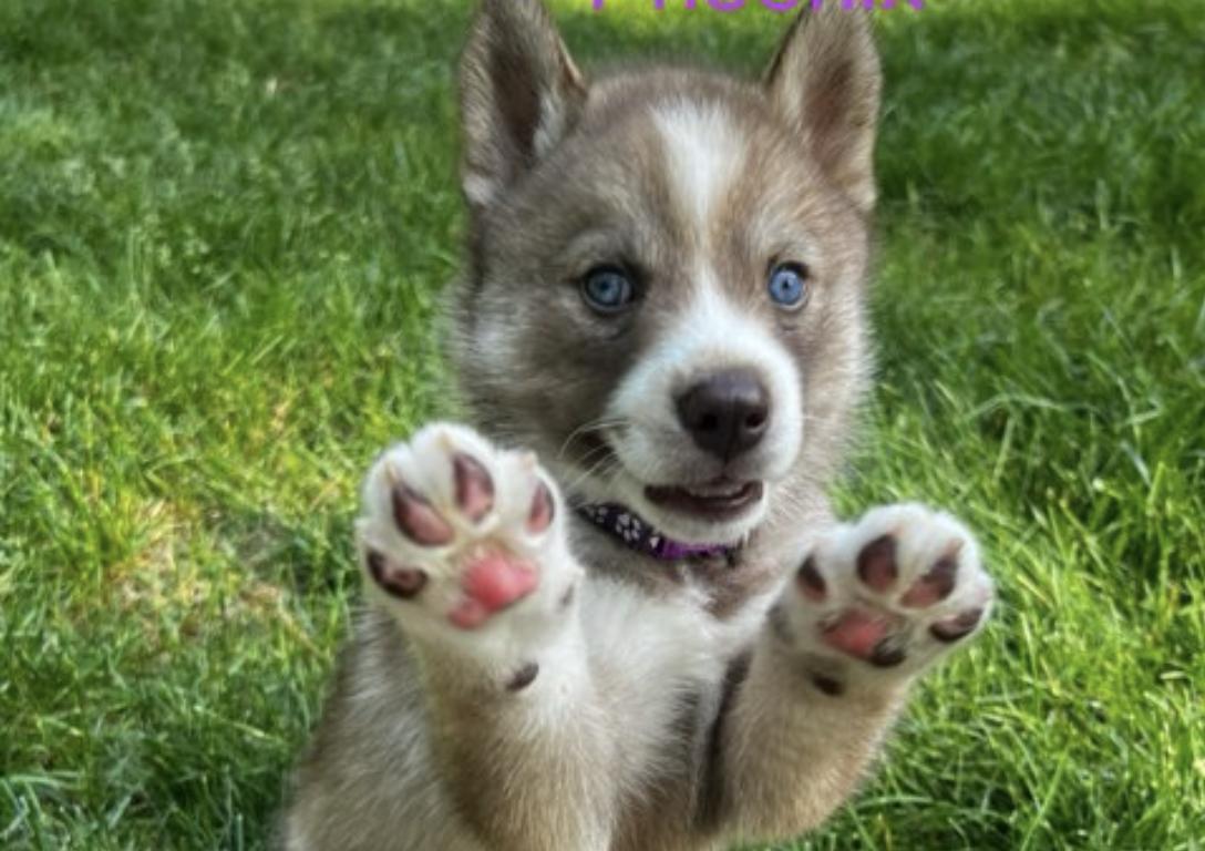 Toe Bean Huskies in Massachusetts | Siberian Husky puppies | Good Dog