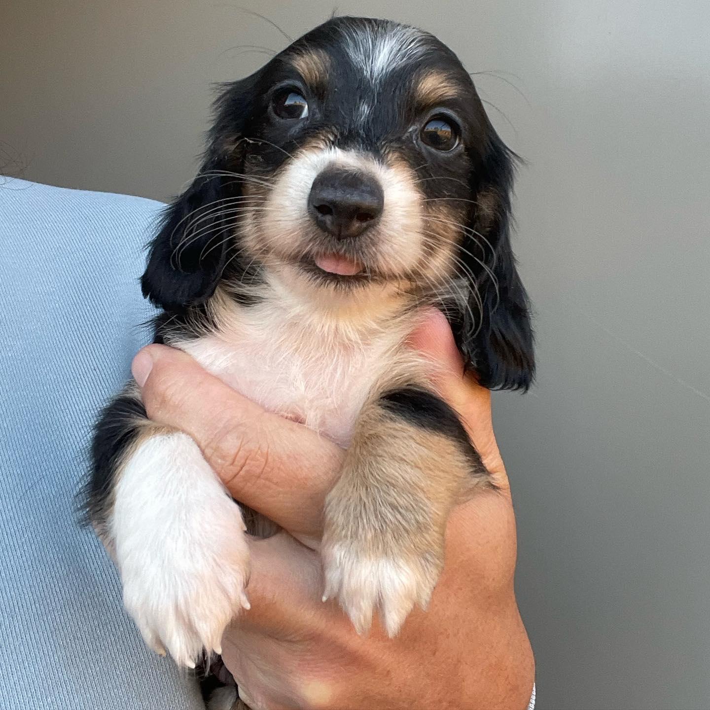 Great Basin Hounds in Wyoming | Dachshund puppies | Good Dog