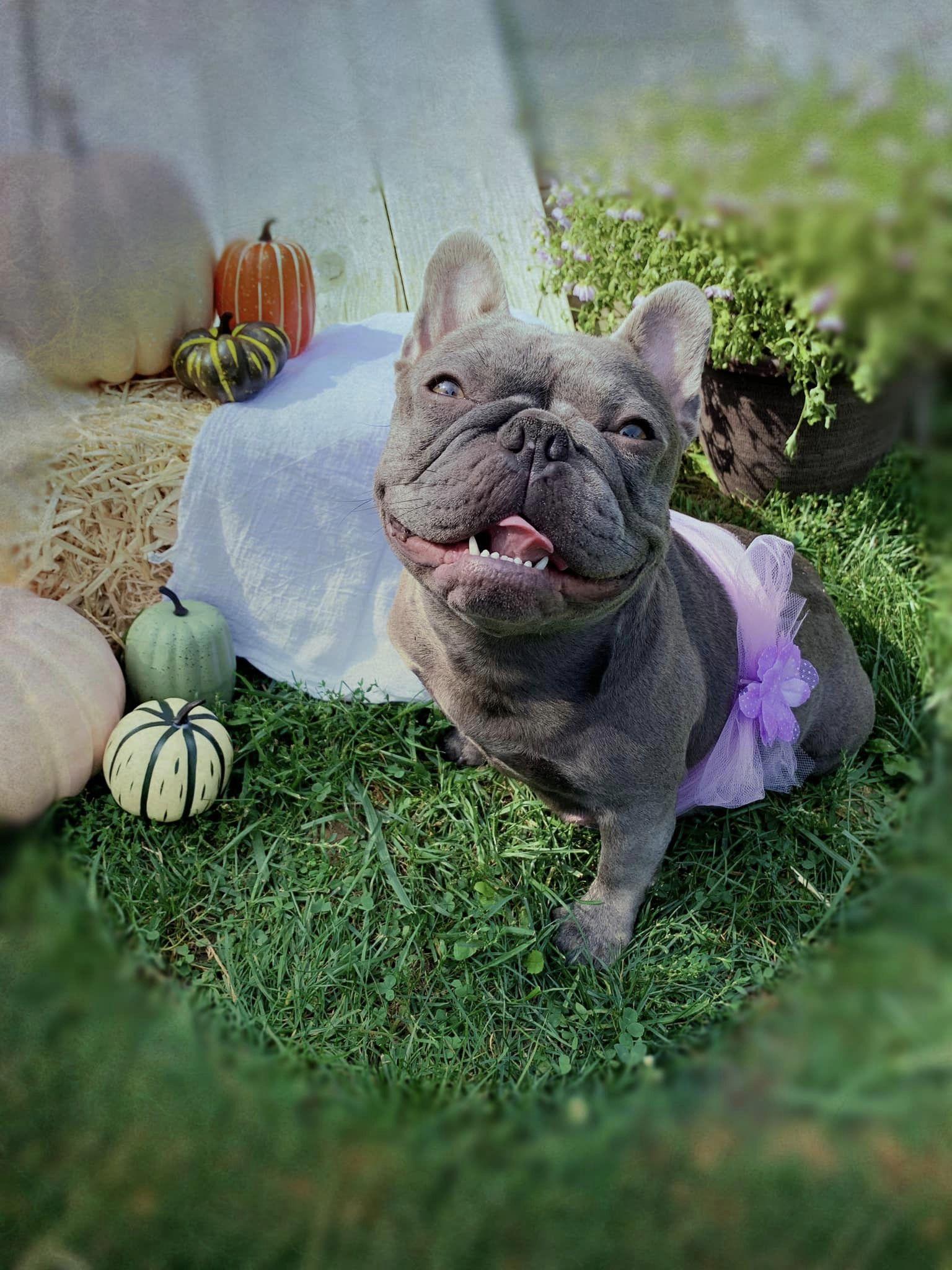 Gotts Frenchies in Michigan | French Bulldog puppies | Good Dog