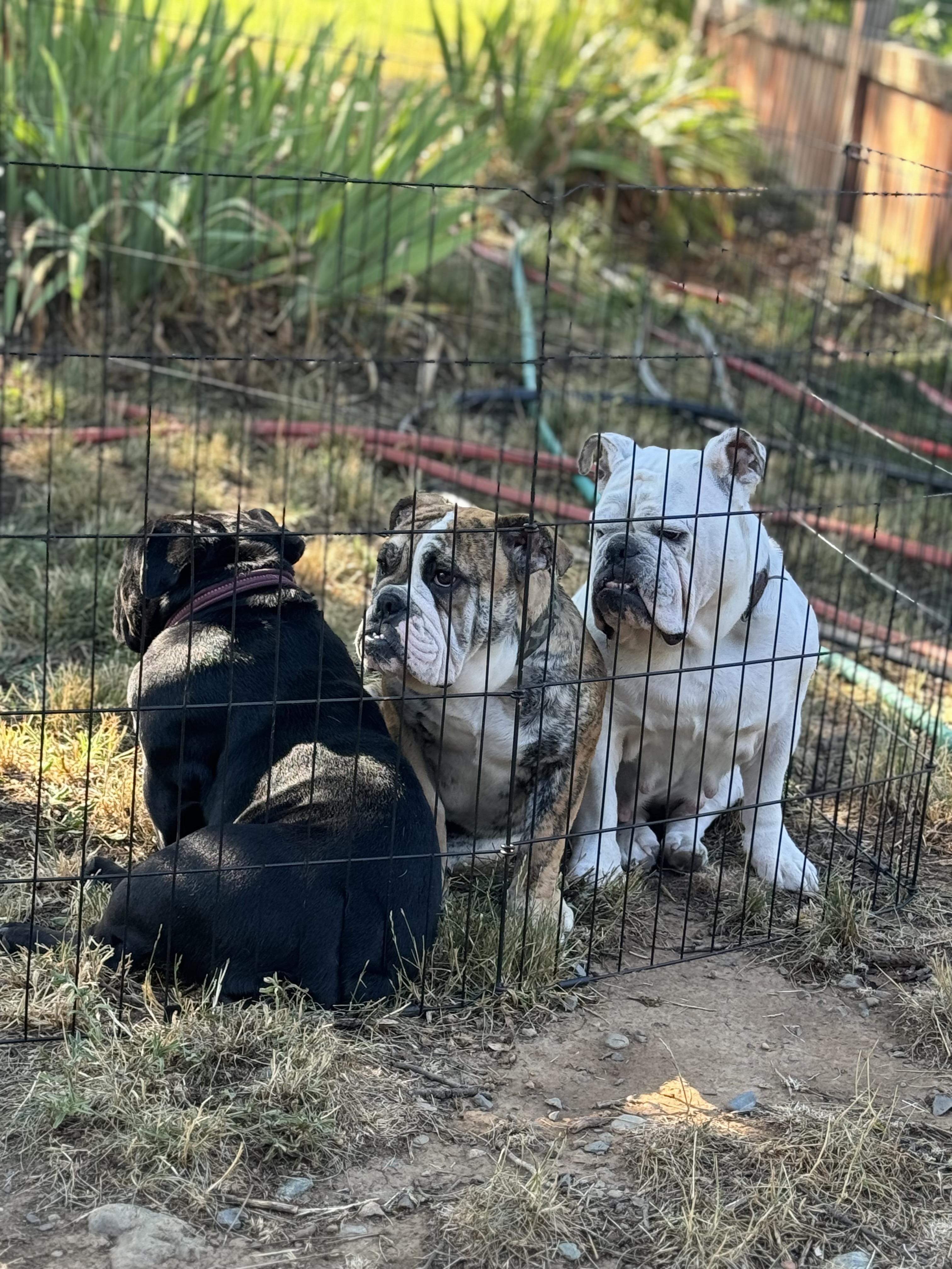 Titan Bulldogs in Oregon | Bulldog puppies | Good Dog