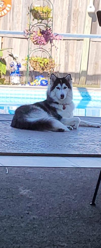 Patton Huskies in Florida | Siberian Husky puppies | Good Dog