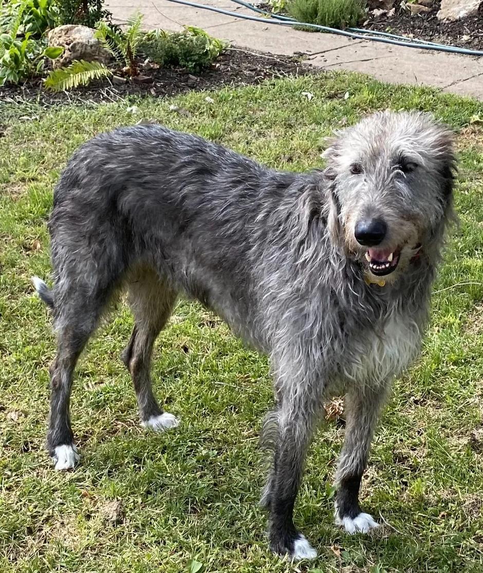 Family Wolfadoodles in Tennessee | Irish Doodle puppies | Good Dog