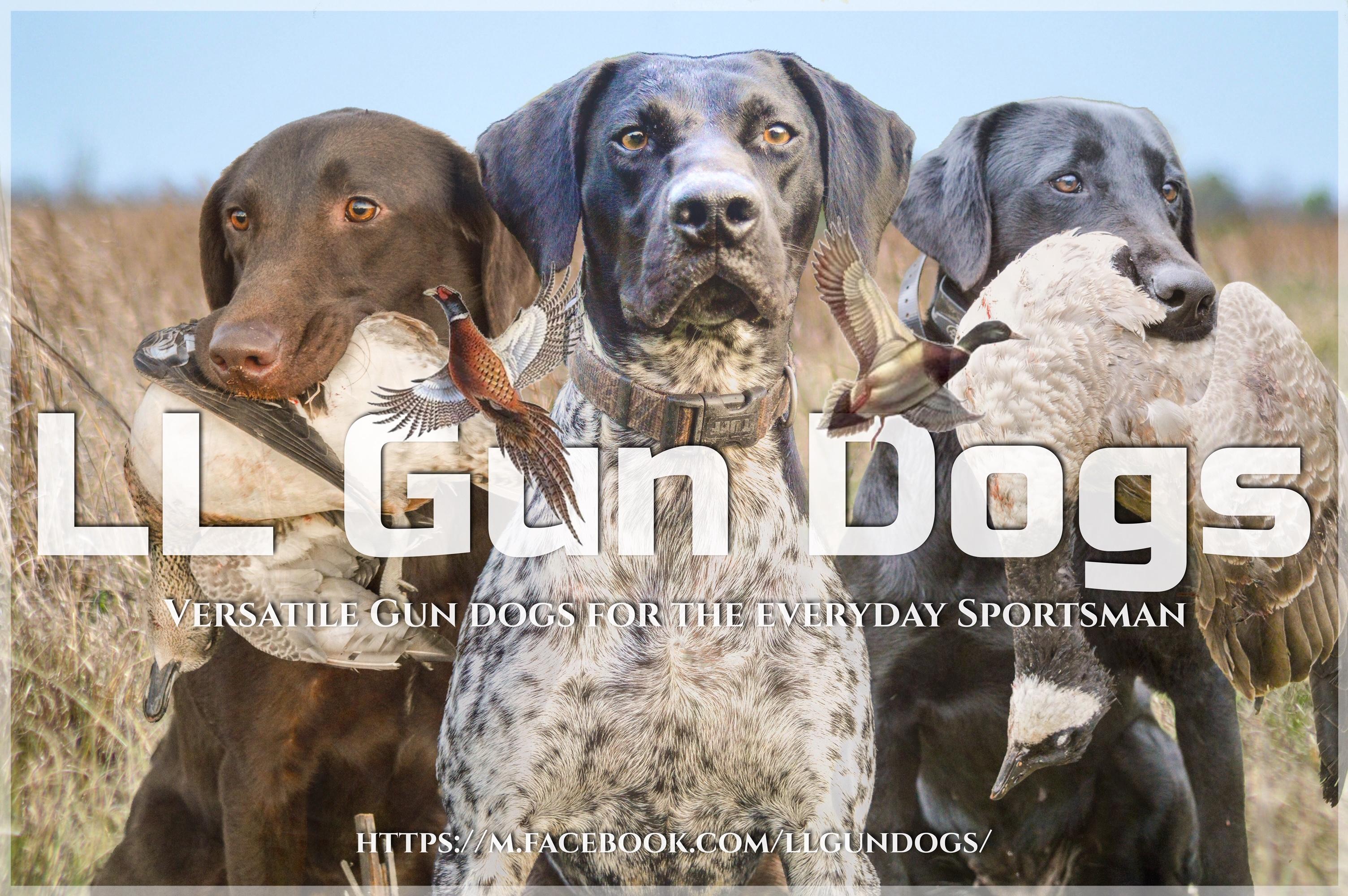 LL Gun Dogs, LLC in Texas | English Springer Spaniel, German ...