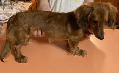 Not Your Average Weiner in Pennsylvania | Dachshund puppies | Good Dog