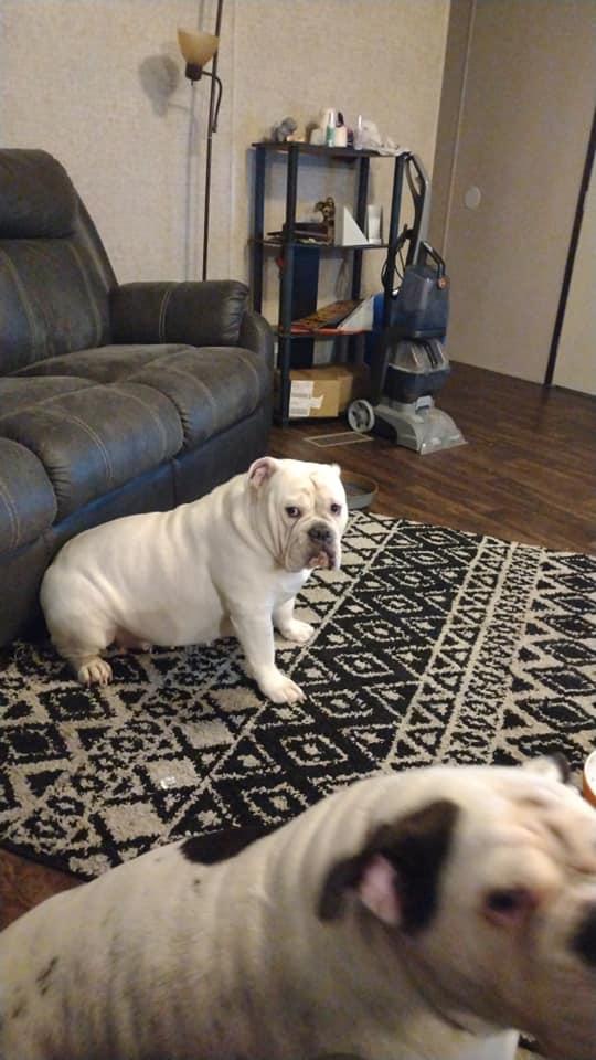 Taylormade Bulldogs in Louisiana | Bulldog puppies | Good Dog