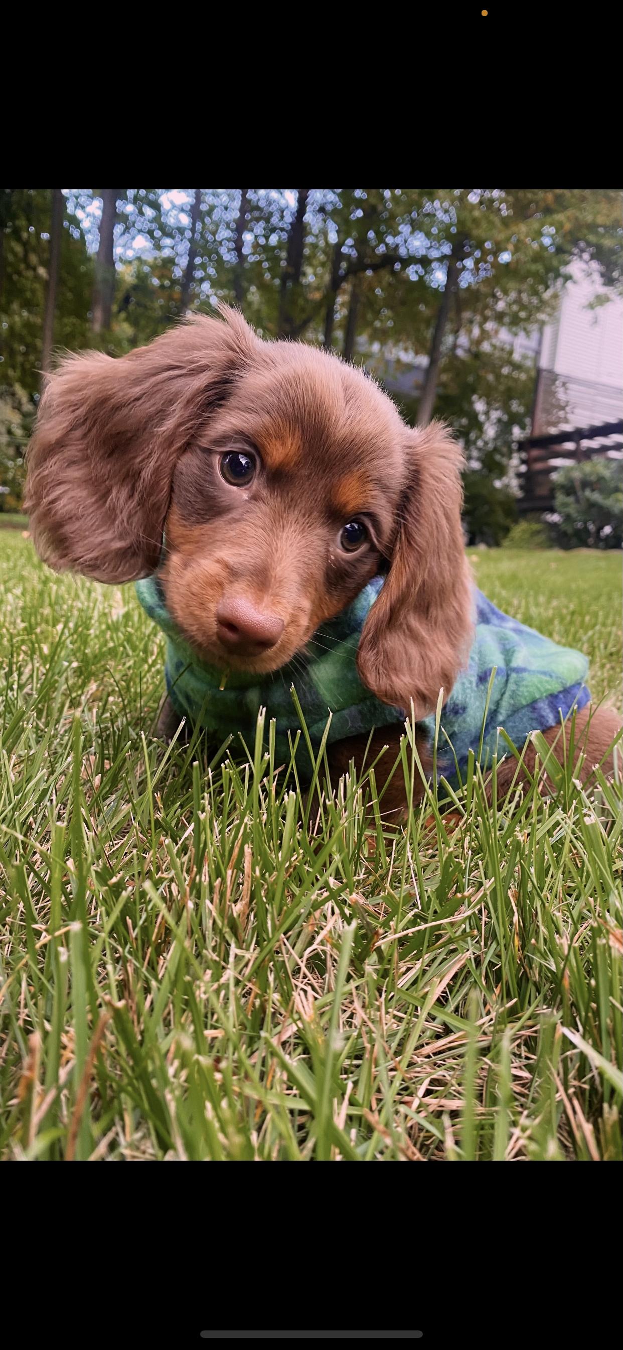 Dashing Doxies in Pennsylvania | Dachshund puppies | Good Dog