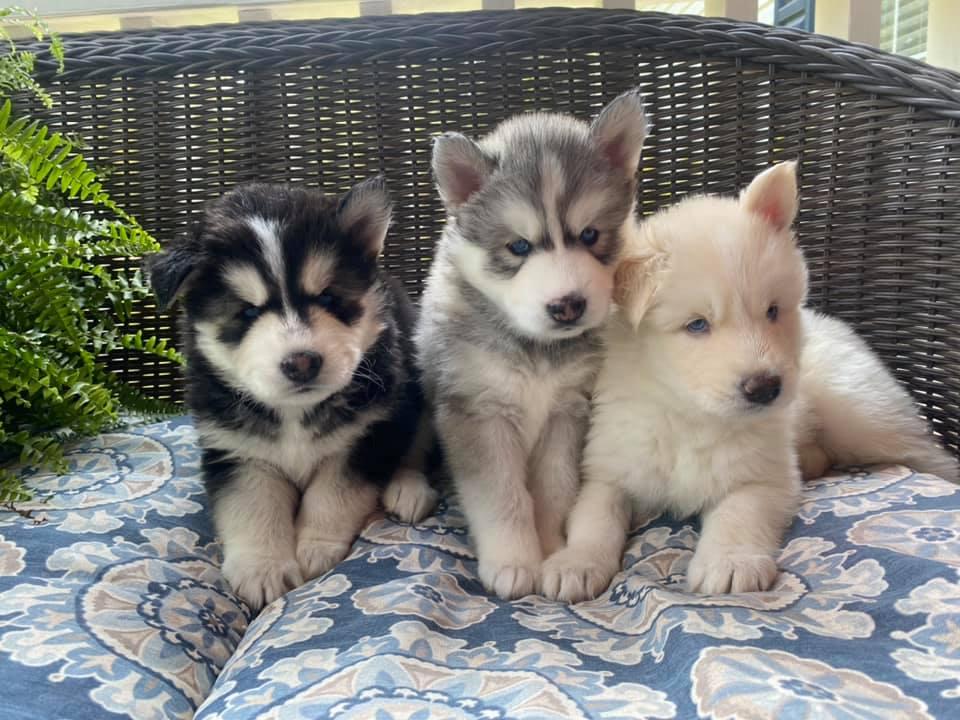 Siberian Spectrum Kennel in North Carolina | Siberian Husky puppies ...