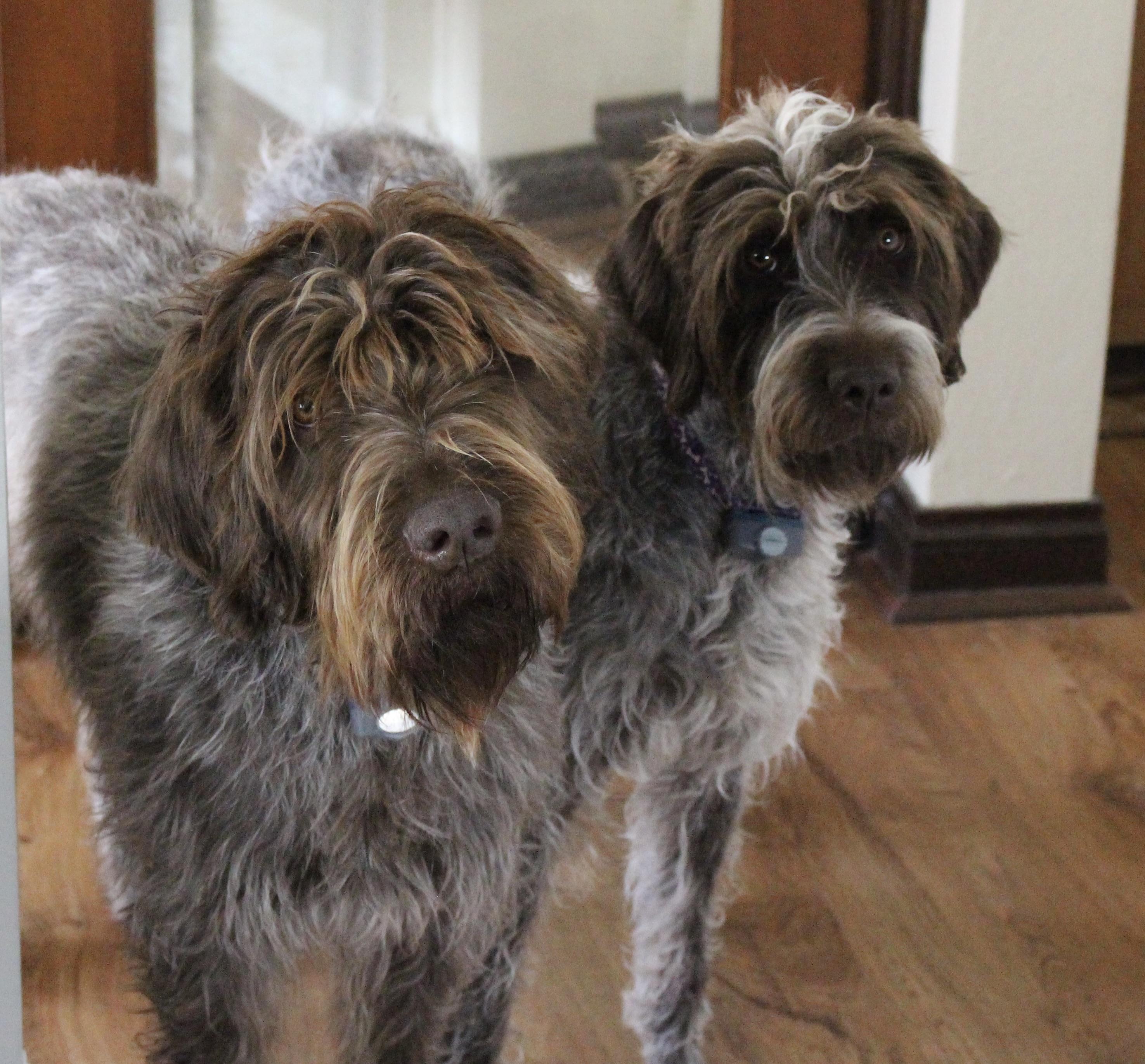 Two Tree Griffons in Iowa | Wirehaired Pointing Griffon puppies | Good Dog