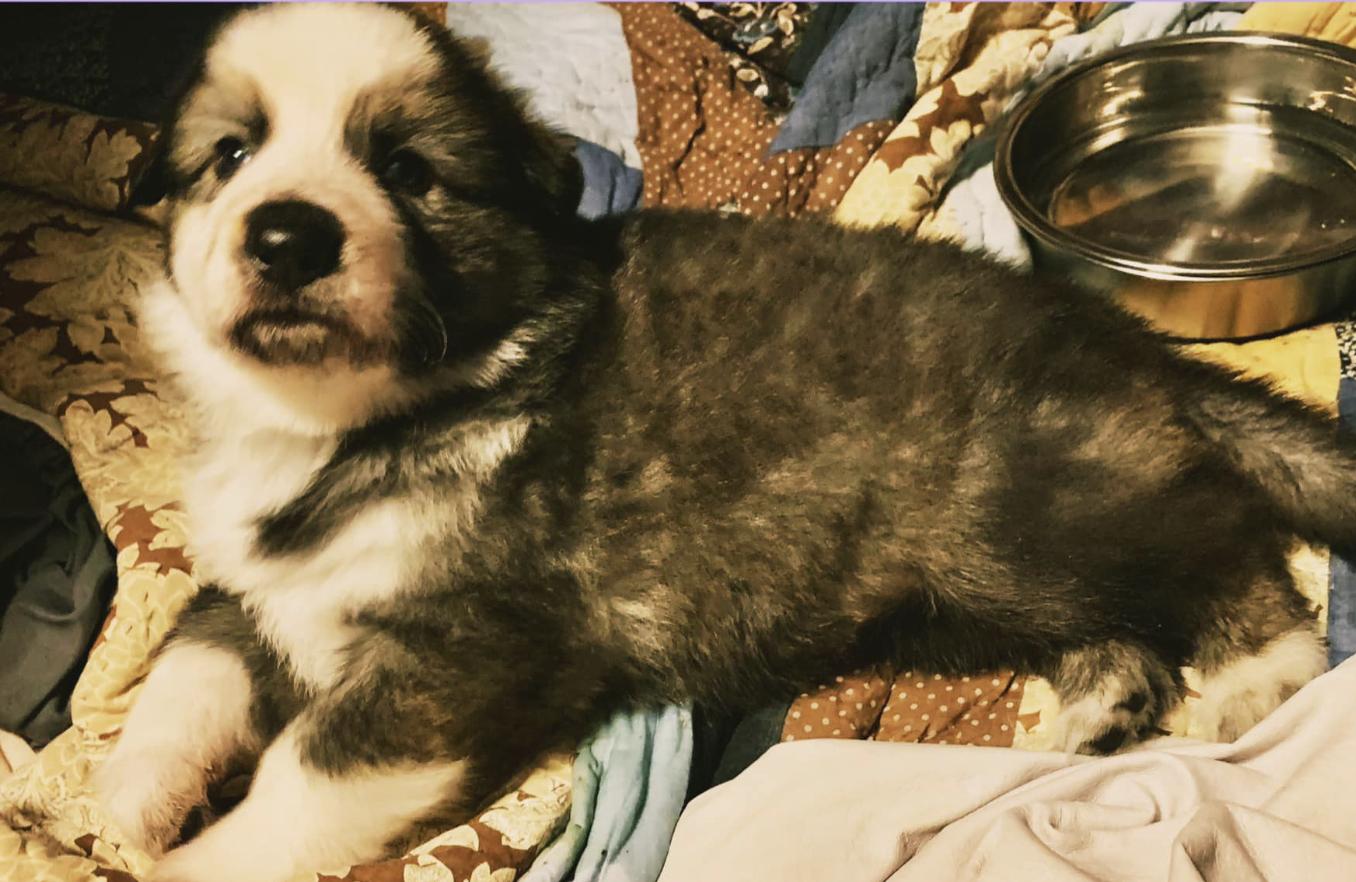 Von Mengden German Shepherds in Pennsylvania | German Shepherd puppies ...