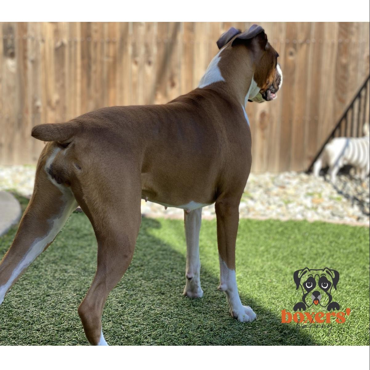 The Bakery in California | Boxer and French Bulldog puppies | Good Dog