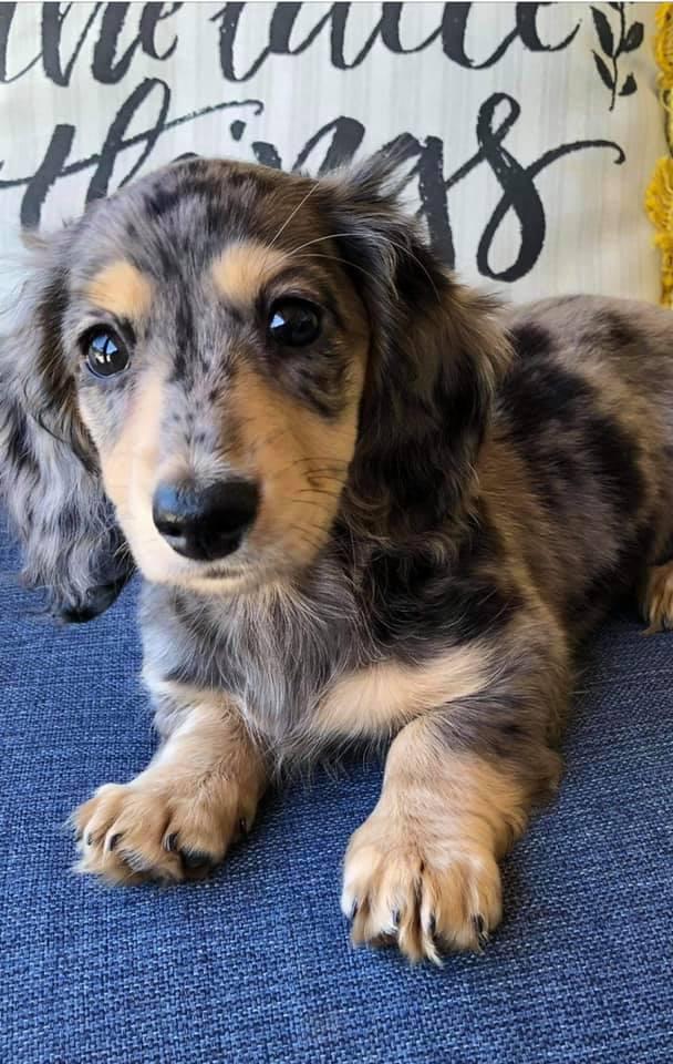 DachGraston Dachshunds in California | Dachshund puppies | Good Dog