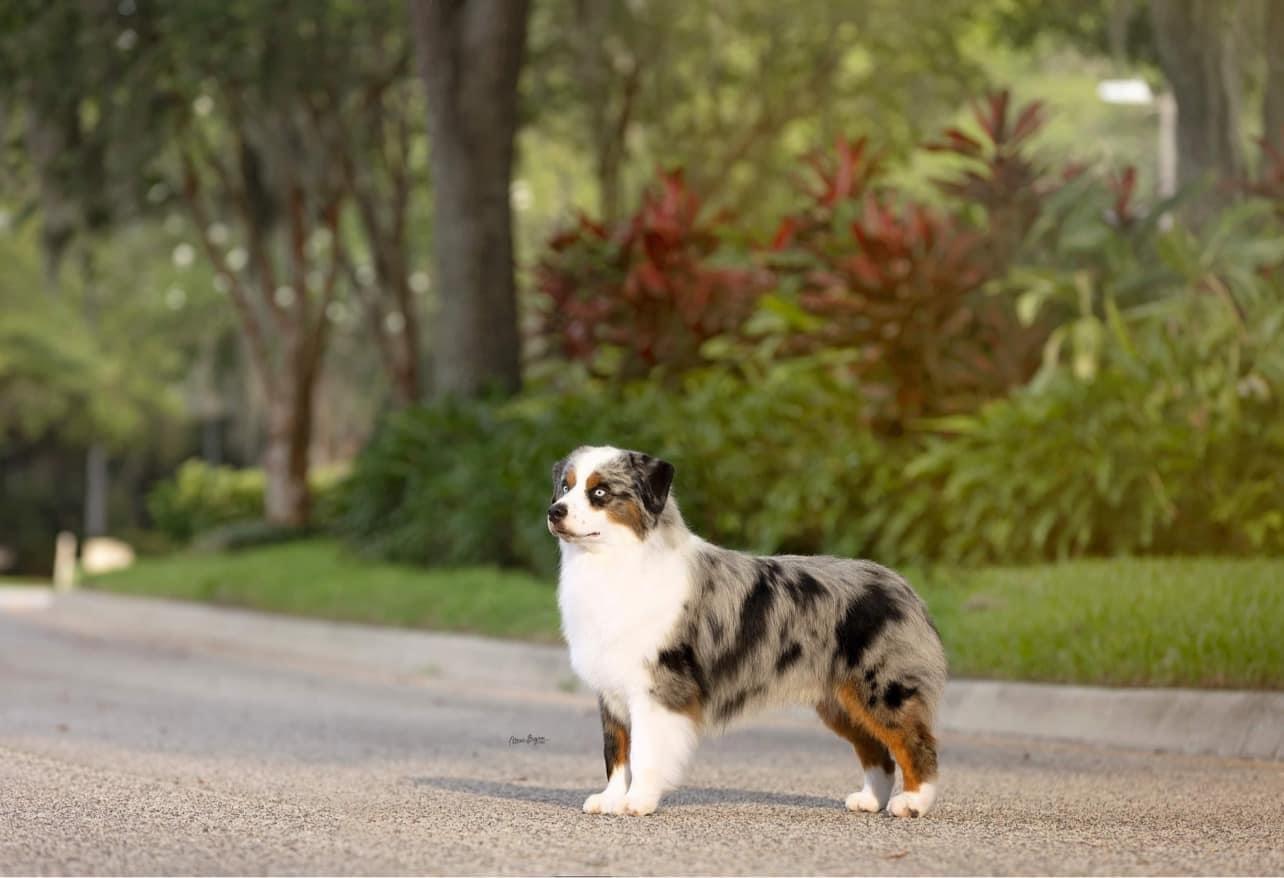 Shasta MAS in Colorado | Miniature American Shepherd puppies | Good Dog