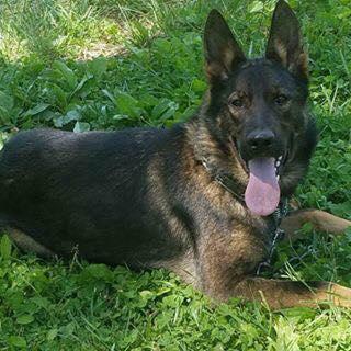 Jacqulyn Taylor in Missouri | German Shepherd puppies | Good Dog