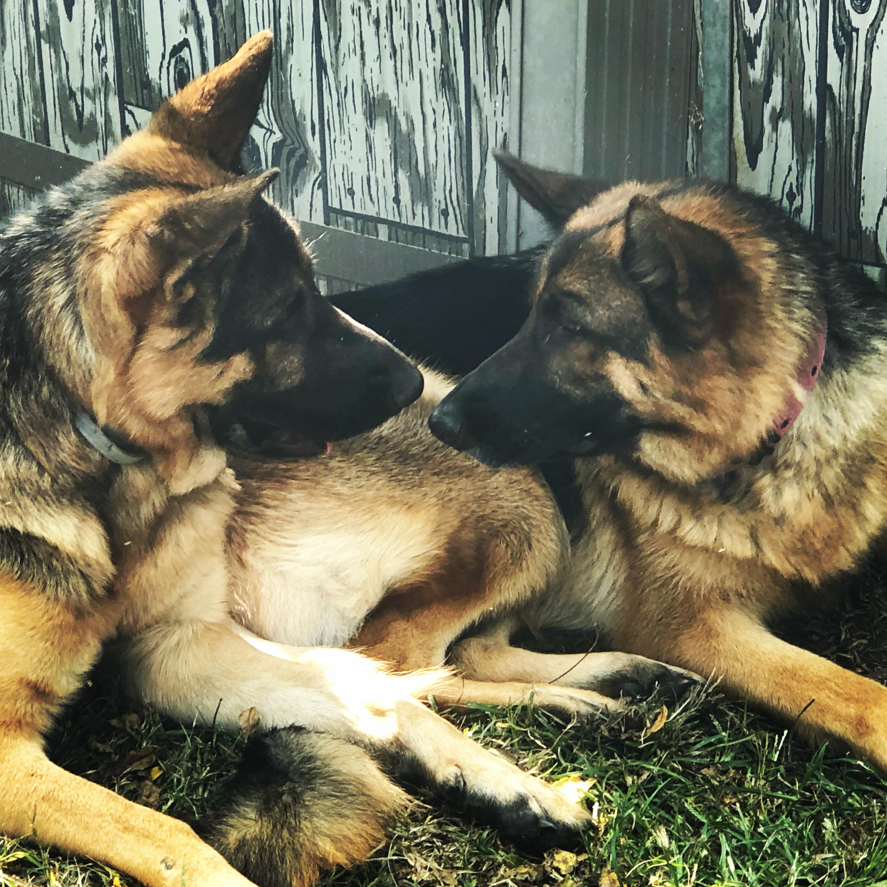 Cunningham German Shepherds, LLC in Kansas | German Shepherd puppies ...