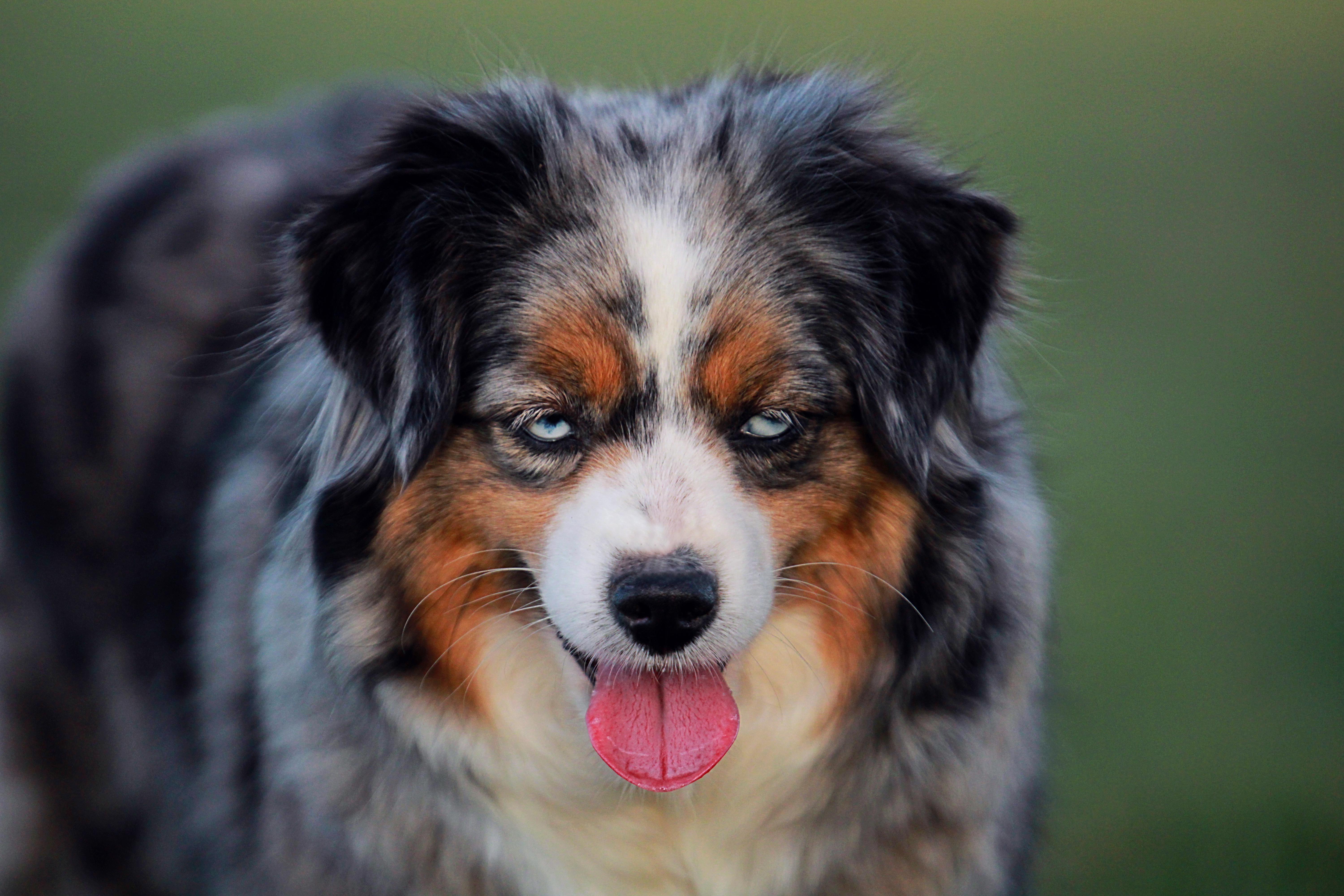 Minikin Manor in Texas | Toy Australian Shepherd puppies | Good Dog