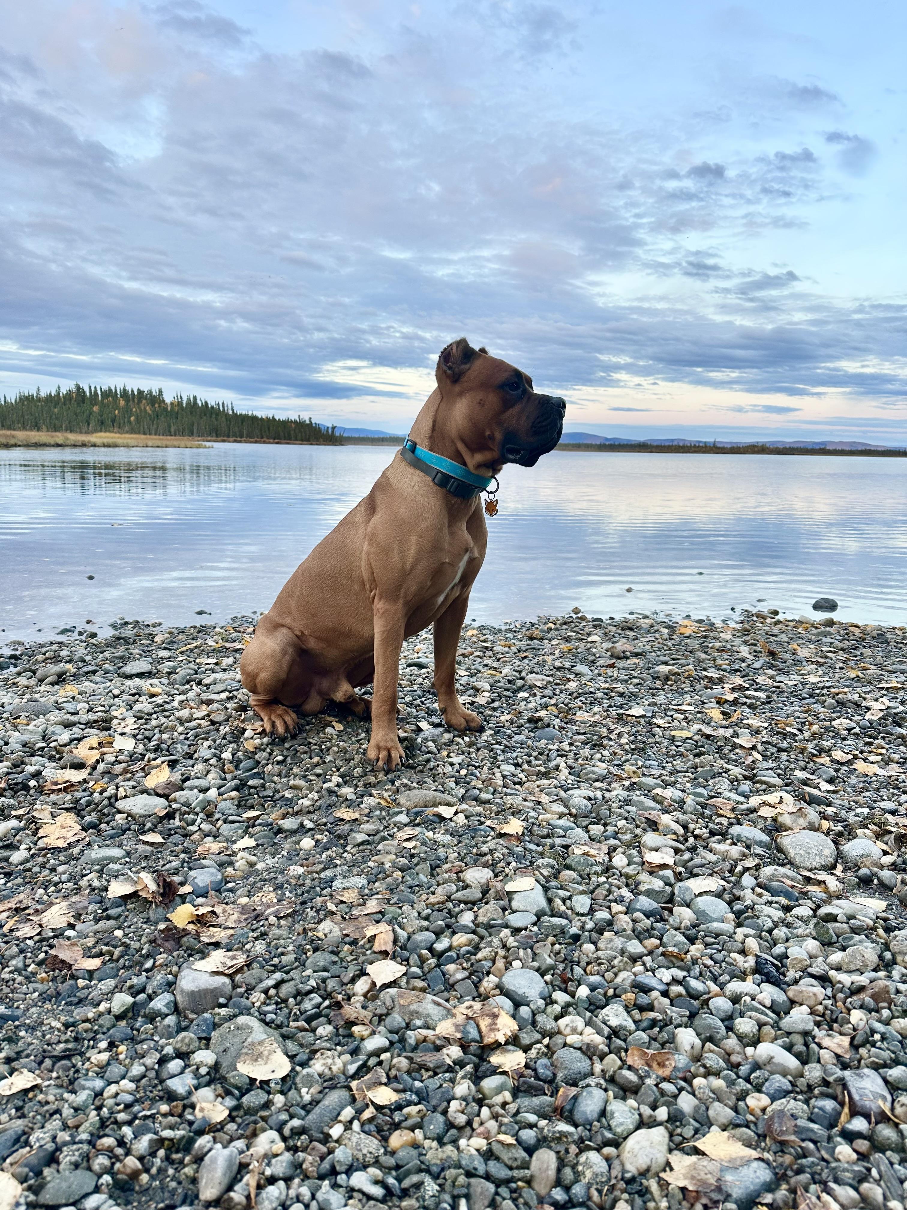 Last Frontier Cane Corsos in Alaska | Cane Corso puppies | Good Dog
