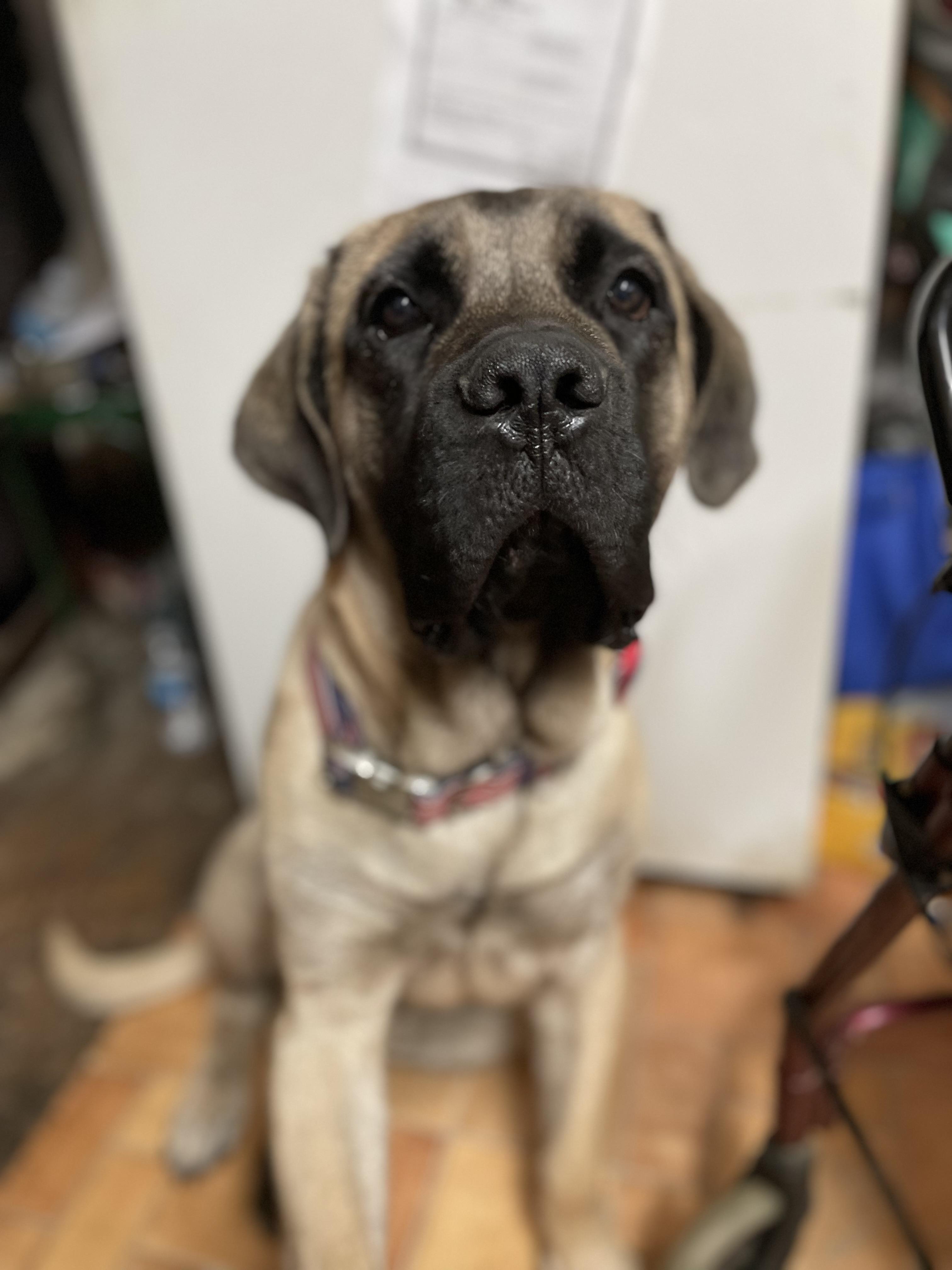 Ozark Mountain Mastiffs in Arkansas | Mastiff puppies | Good Dog