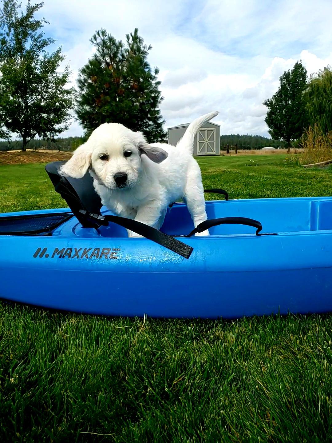 God Given Goldens in Washington | Golden Retriever puppies | Good Dog