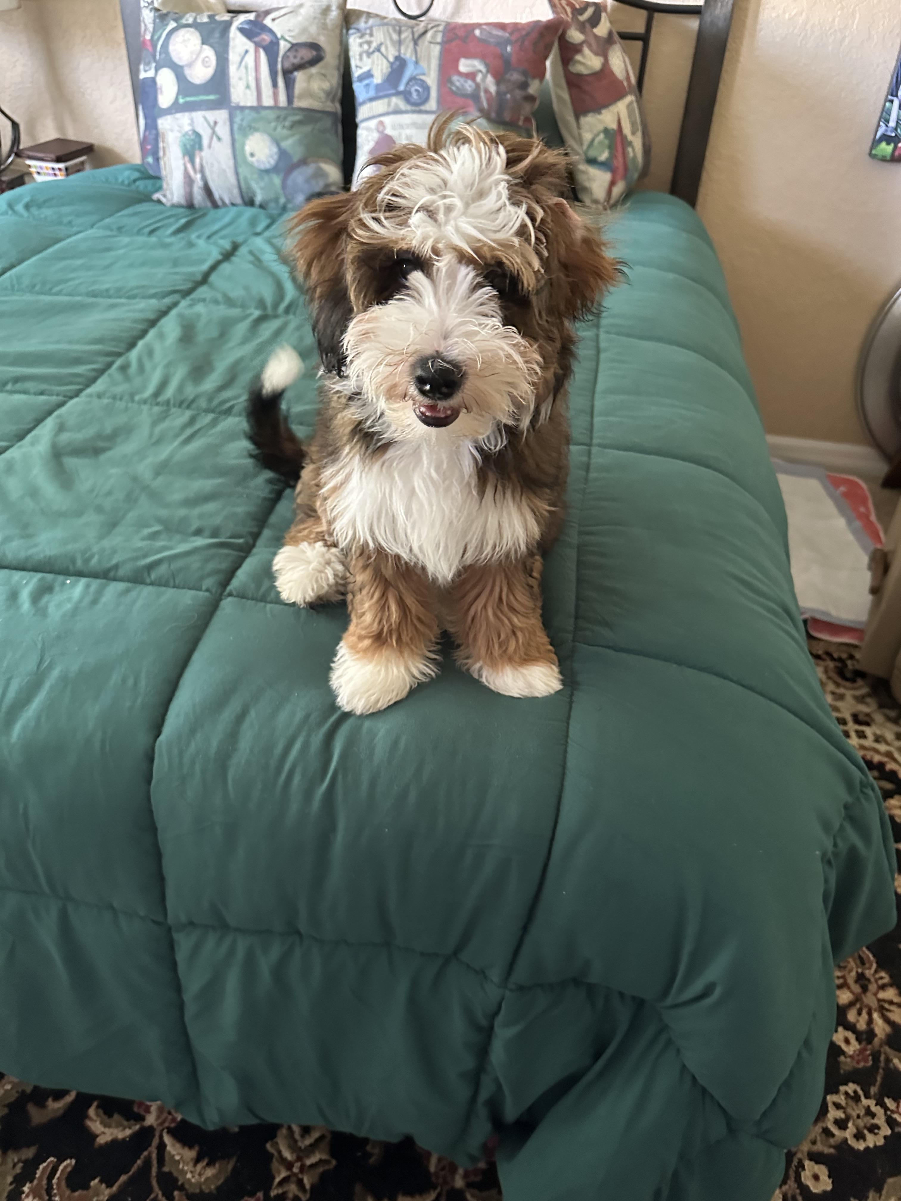 Peanut Butter Doodles in Florida | Bernedoodle and Goldendoodle puppies ...