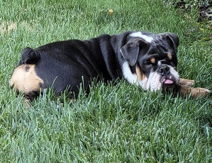 Le Roy’s Bullies and Pugs in California | Bulldog and Pug puppies ...