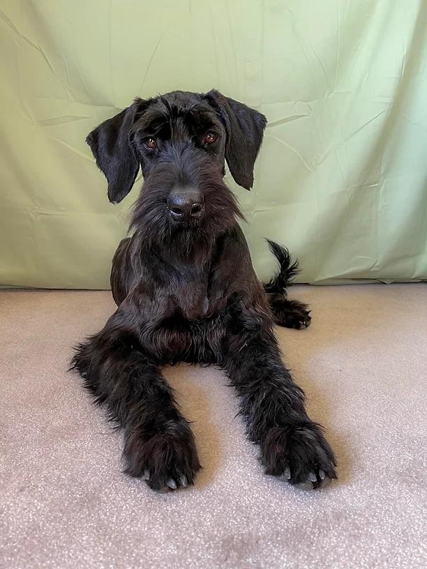 Schnauzer Paw Homestead in Colorado | Giant Schnauzer puppies | Good Dog