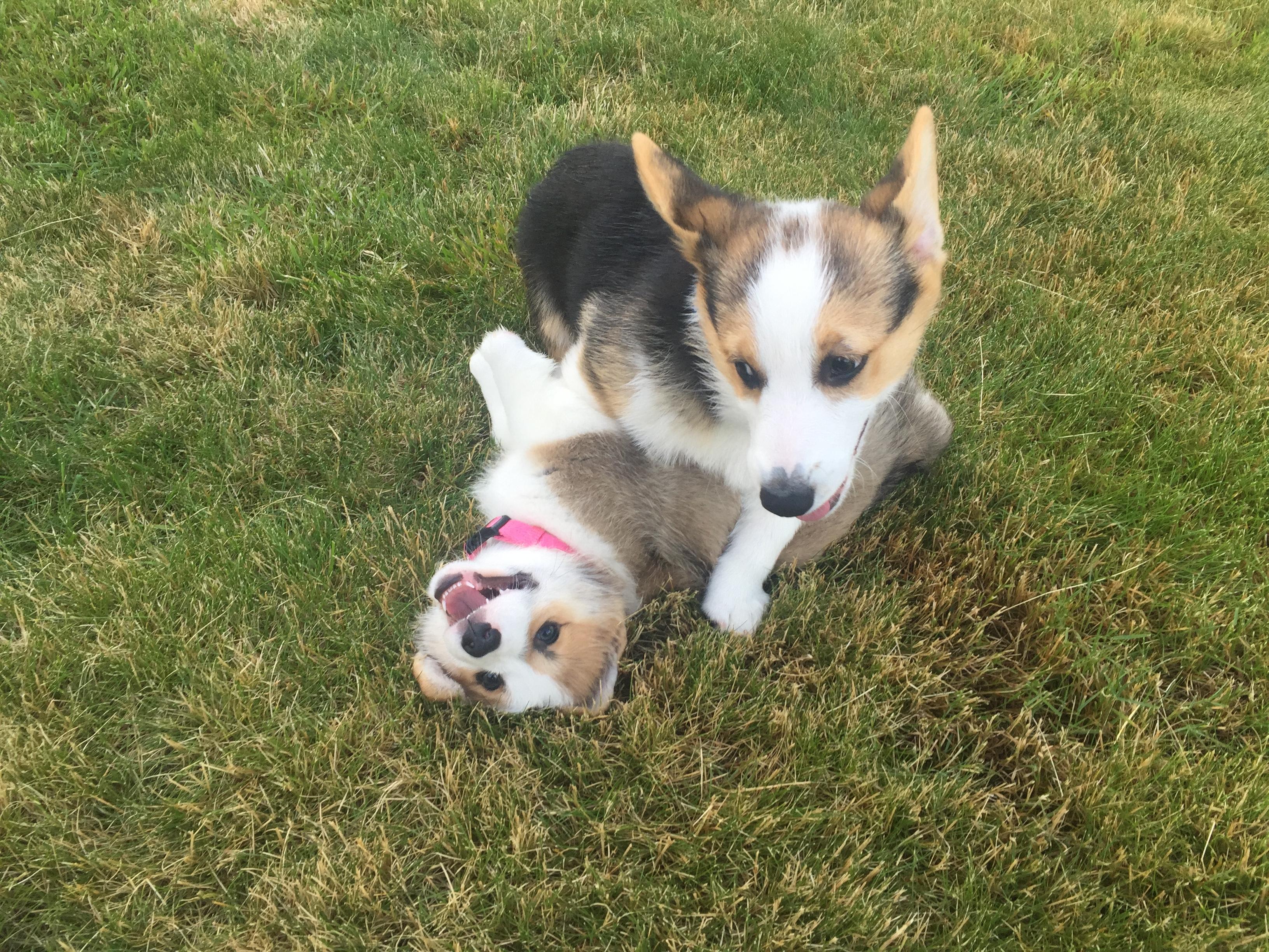 Rain City Corgis in Washington | Pembroke Welsh Corgi puppies | Good Dog