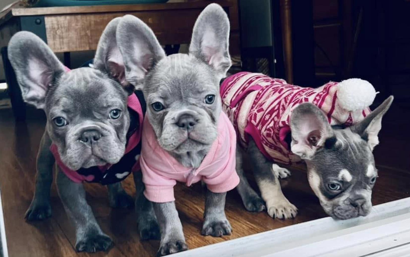 Lazy Acres Farm in Connecticut | French Bulldog puppies | Good Dog