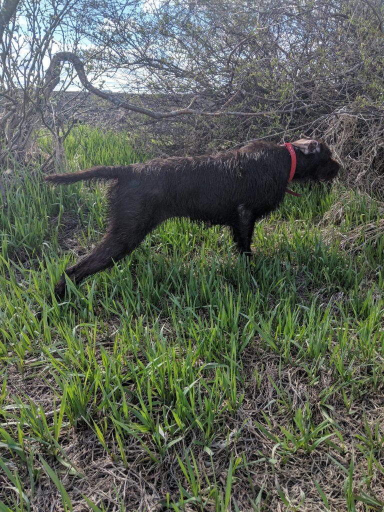 Paladin Gundogs in Minnesota | Pudelpointer puppies | Good Dog