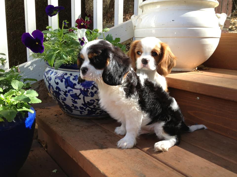 Lap Warmers Cavaliers in Idaho | Cavalier King Charles Spaniel puppies ...