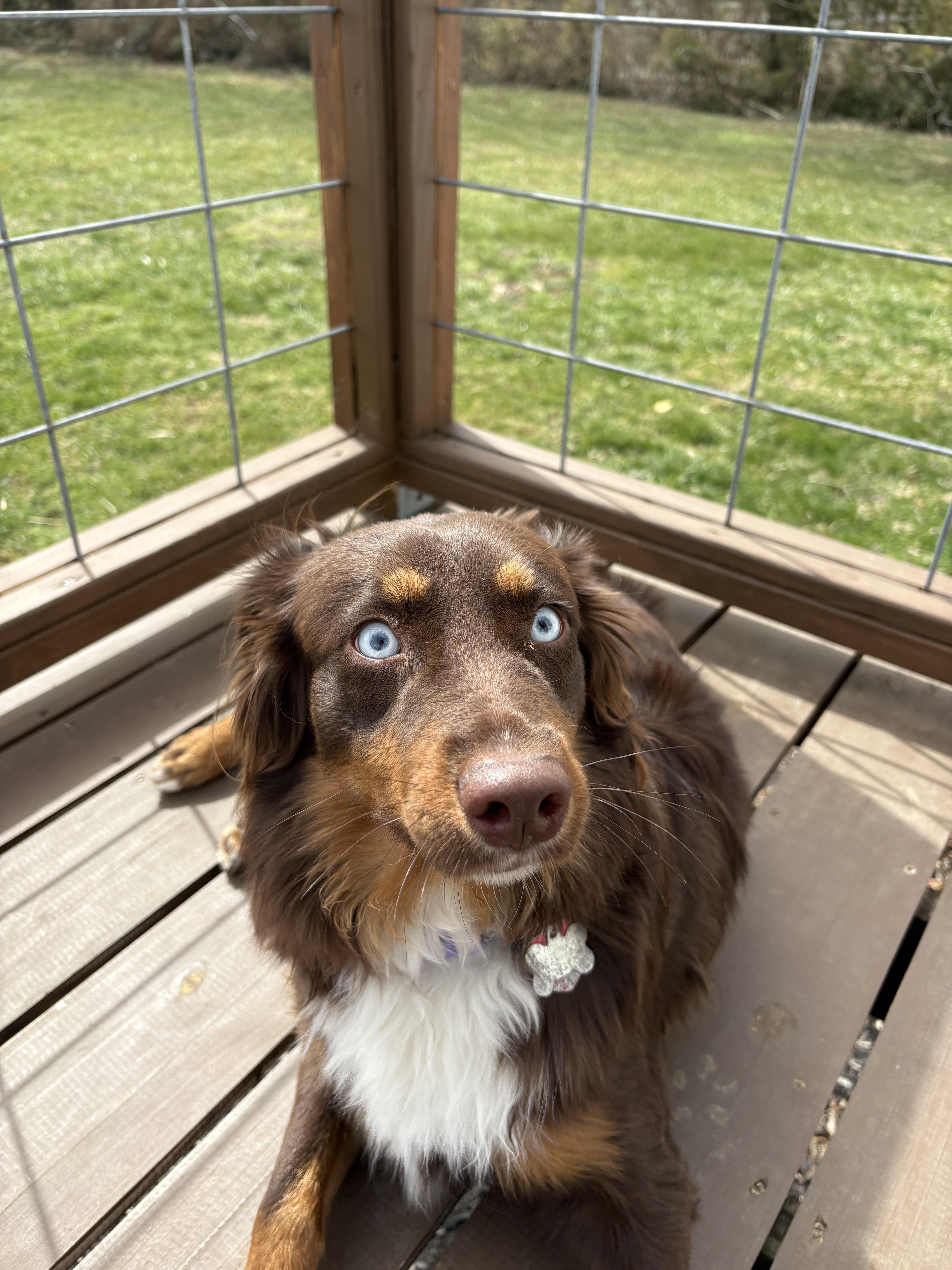 Stacy S Shepherds In Kentucky Australian Shepherd Puppies Good Dog