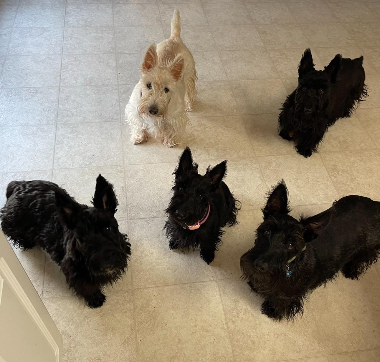 Its Scot To Be Love Scotties in Florida | Scottish Terrier puppies ...