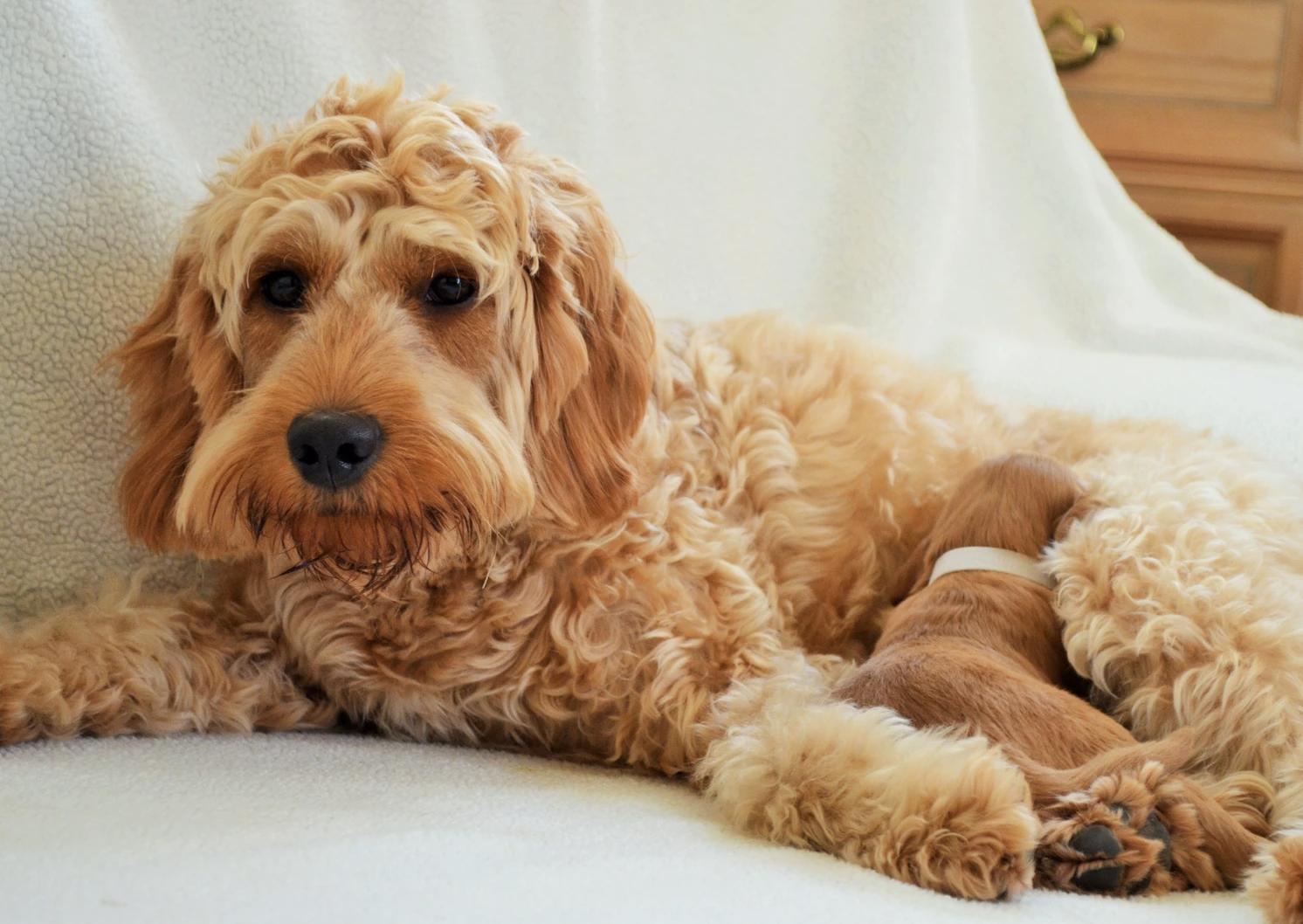 Simply Goldendoodles in Idaho | Goldendoodle puppies | Good Dog