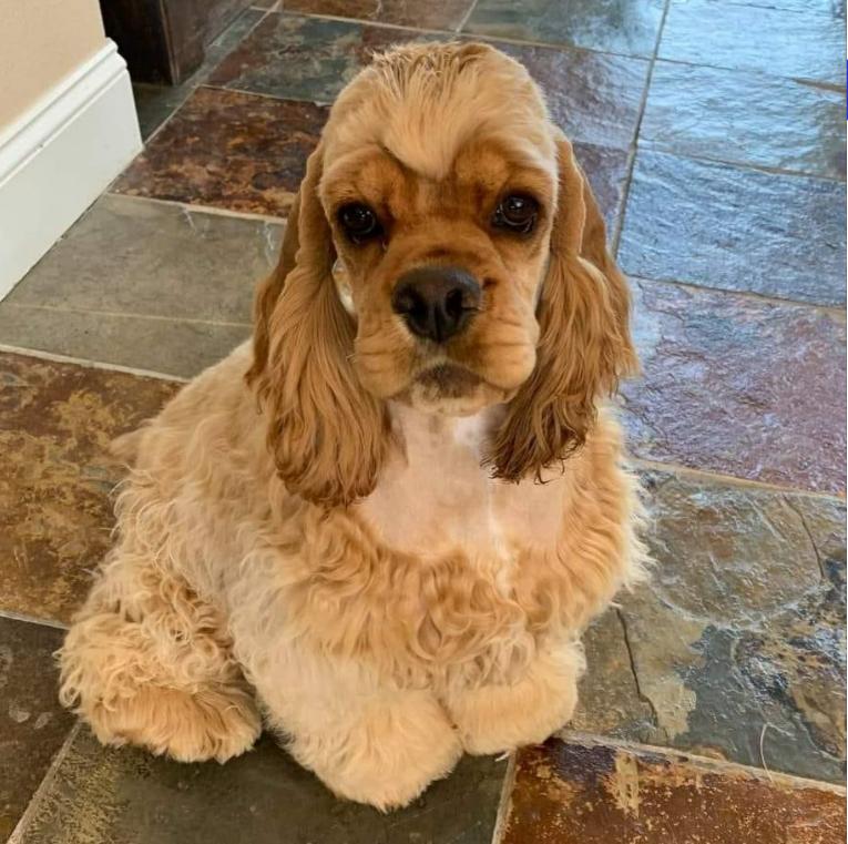 Starlight's American Cockers in Texas | Cocker Spaniel puppies | Good Dog