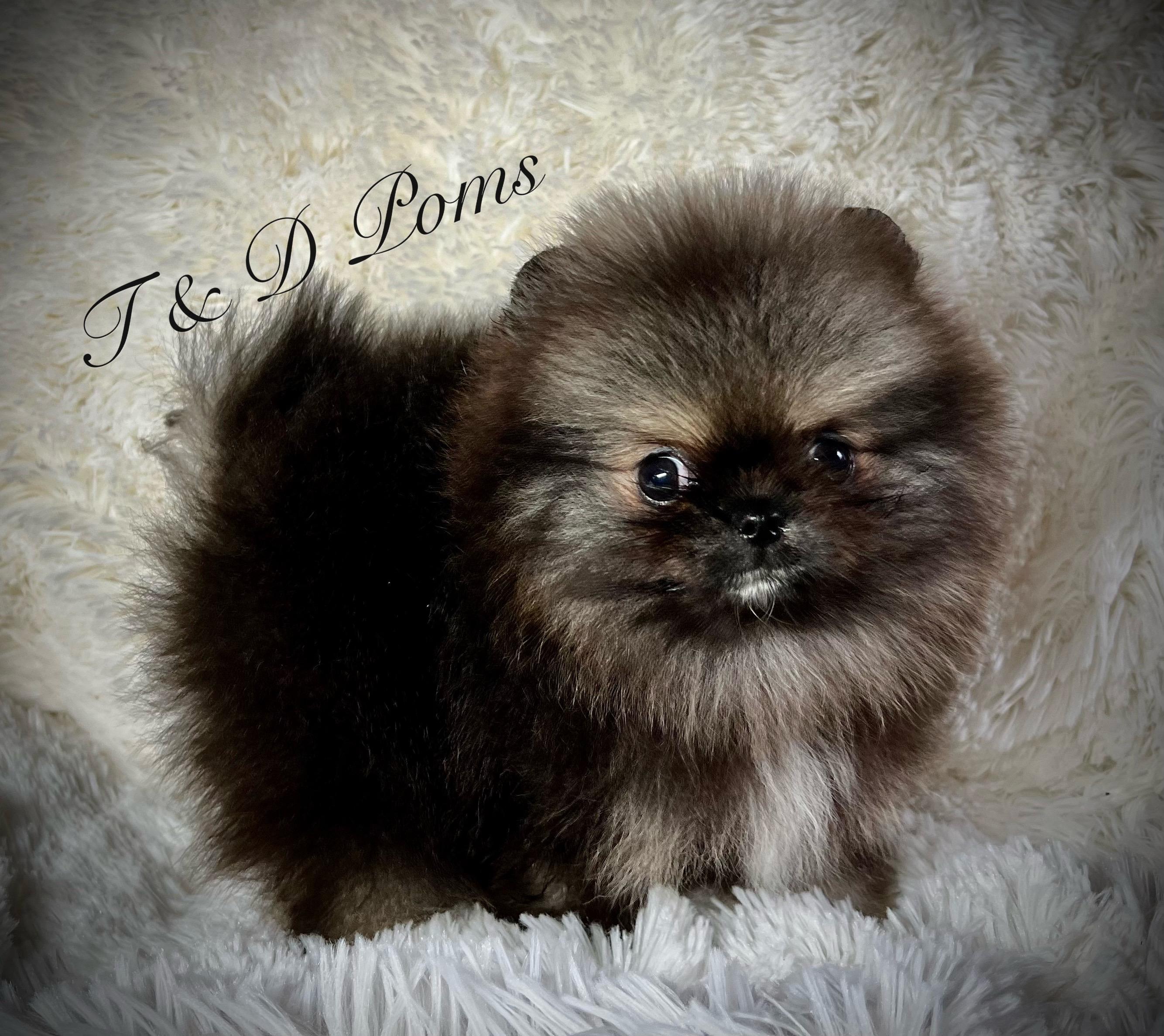 T & D Poms in Illinois | Pomeranian puppies | Good Dog