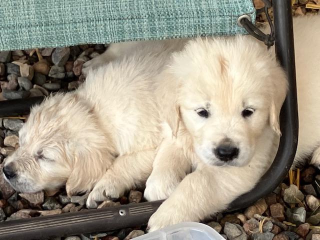 Fischers Goldens in Wisconsin | Golden Retriever puppies | Good Dog