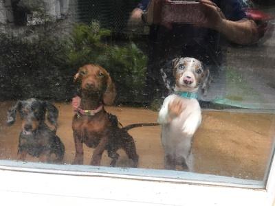 Tonya's Dachshunds in Alabama | Dachshund puppies | Good Dog