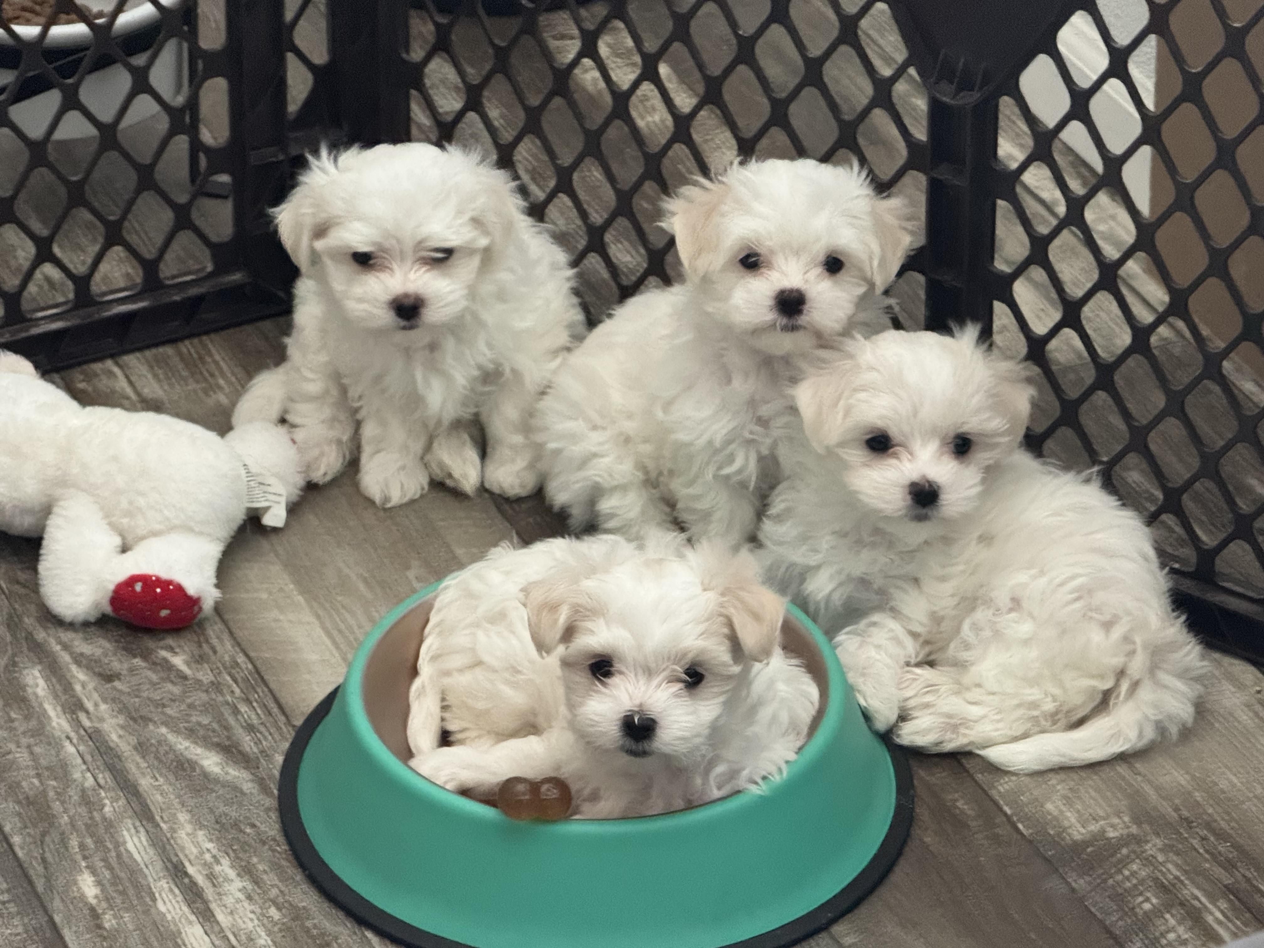 Maltese Of Arizona in Arizona | Maltese puppies | Good Dog