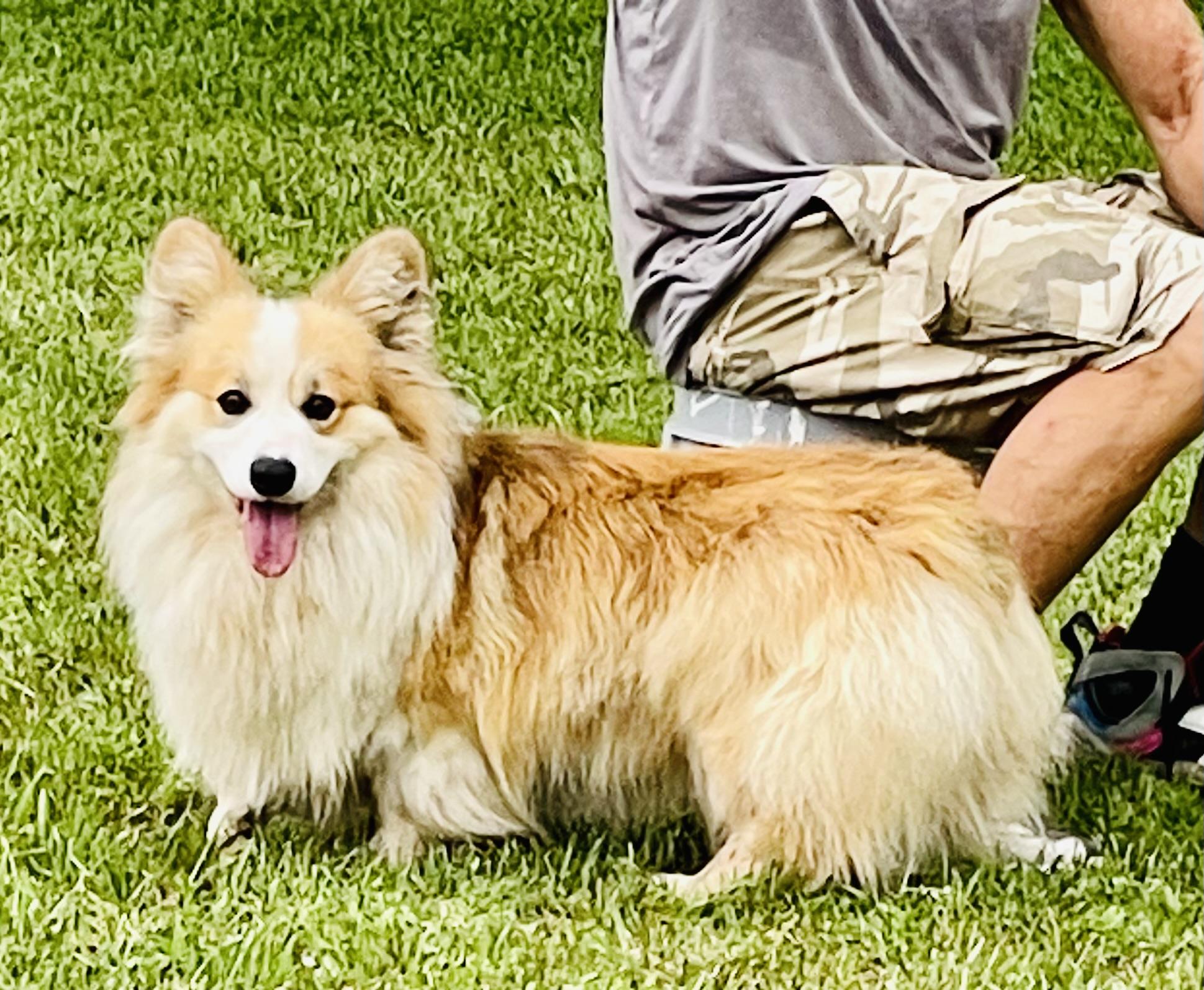 Stacy’s Pembroke Welsh Corgis in Indiana | Pembroke Welsh Corgi puppies ...