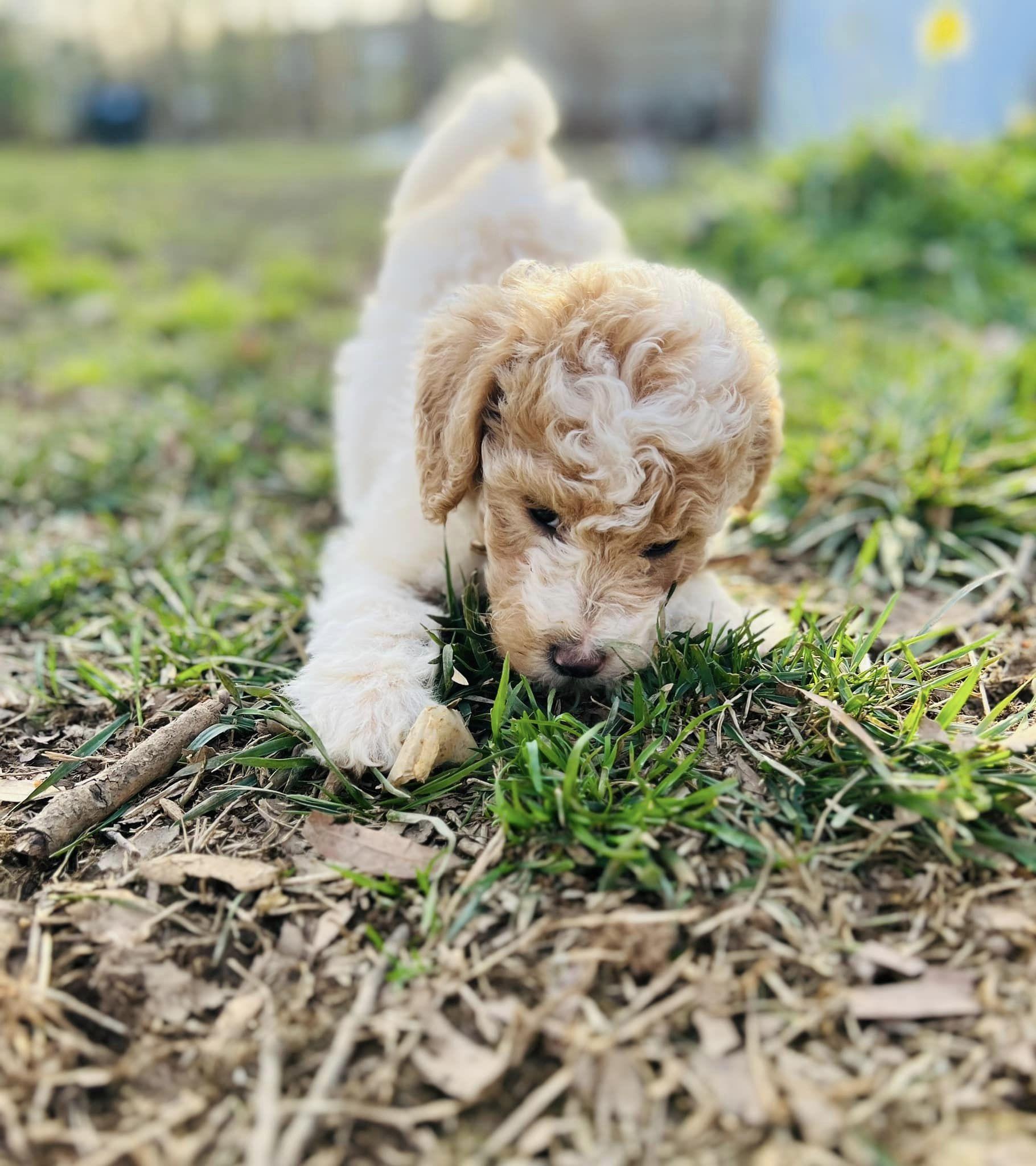 Oodles of Doodles, NC in North Carolina | Goldendoodle and Poodle ...