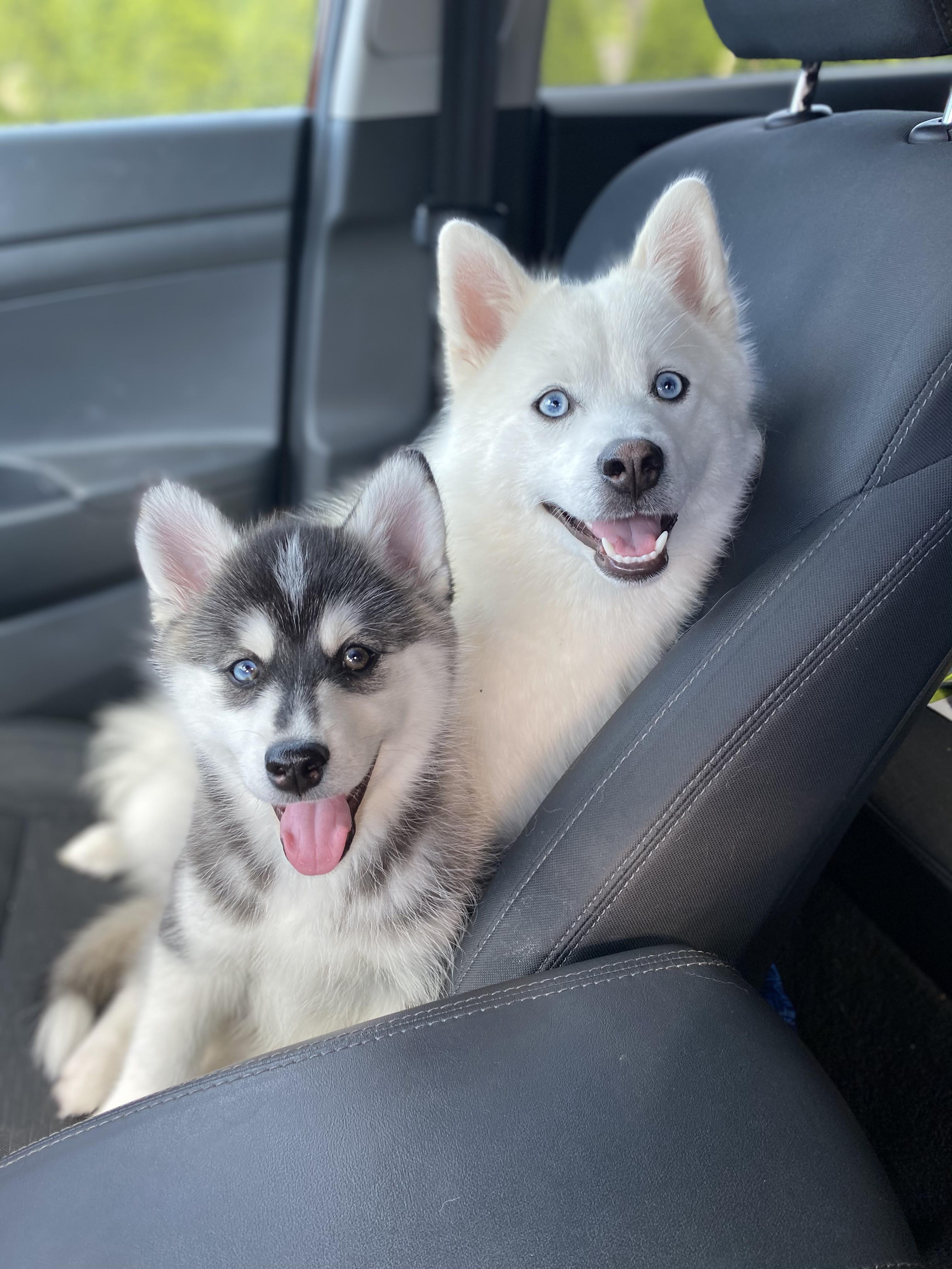 Ocean State Pomskies in Rhode Island | Pomsky puppies | Good Dog