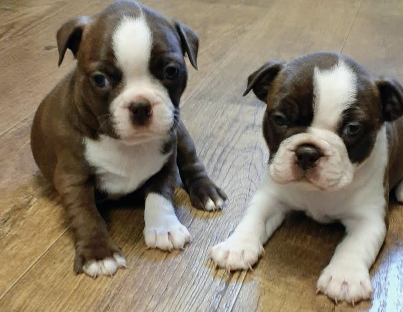 Bully Life Kennel in Florida | Boston Terrier puppies | Good Dog