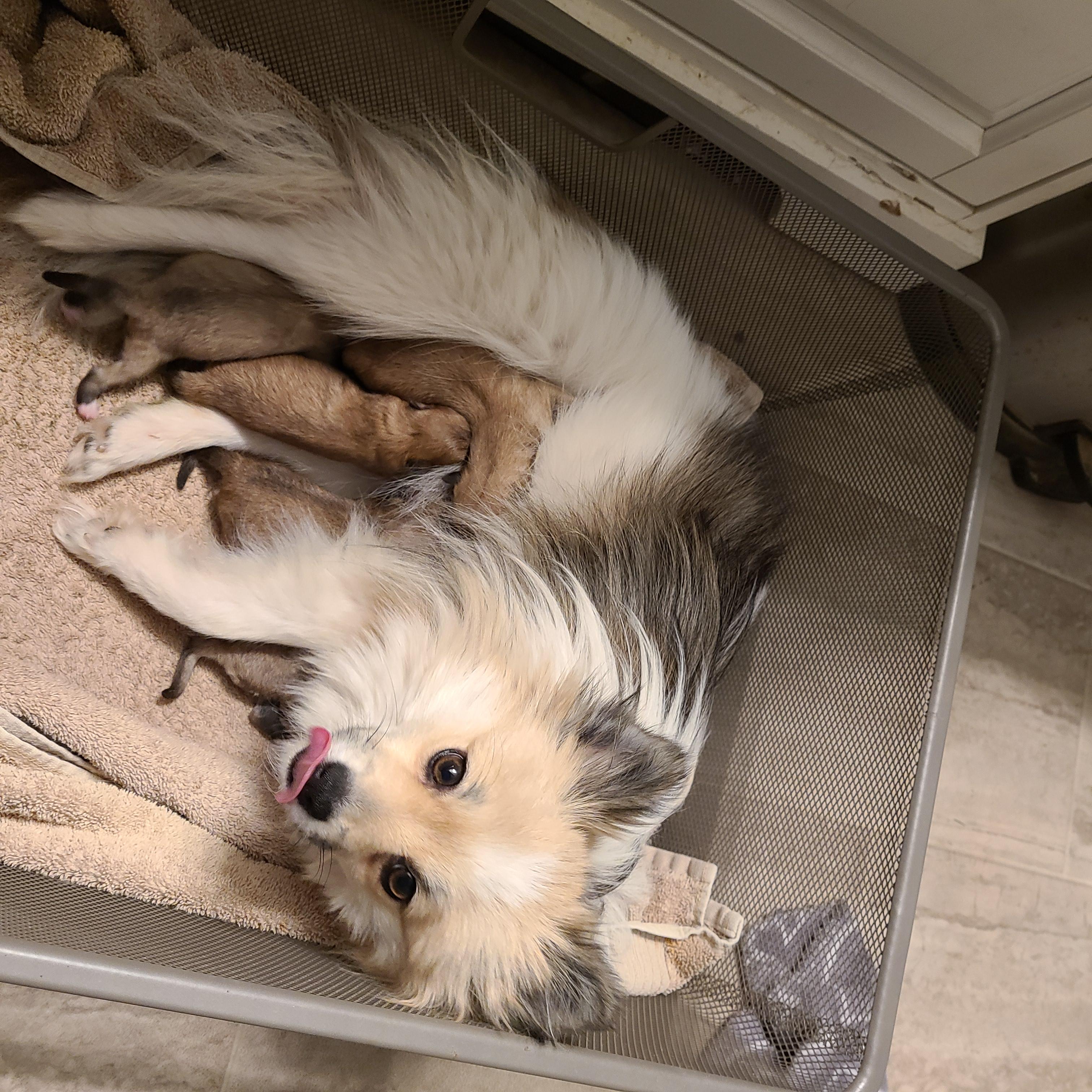 Duran's Huskies and Pomeranians in Indiana | Pomeranian and Siberian ...