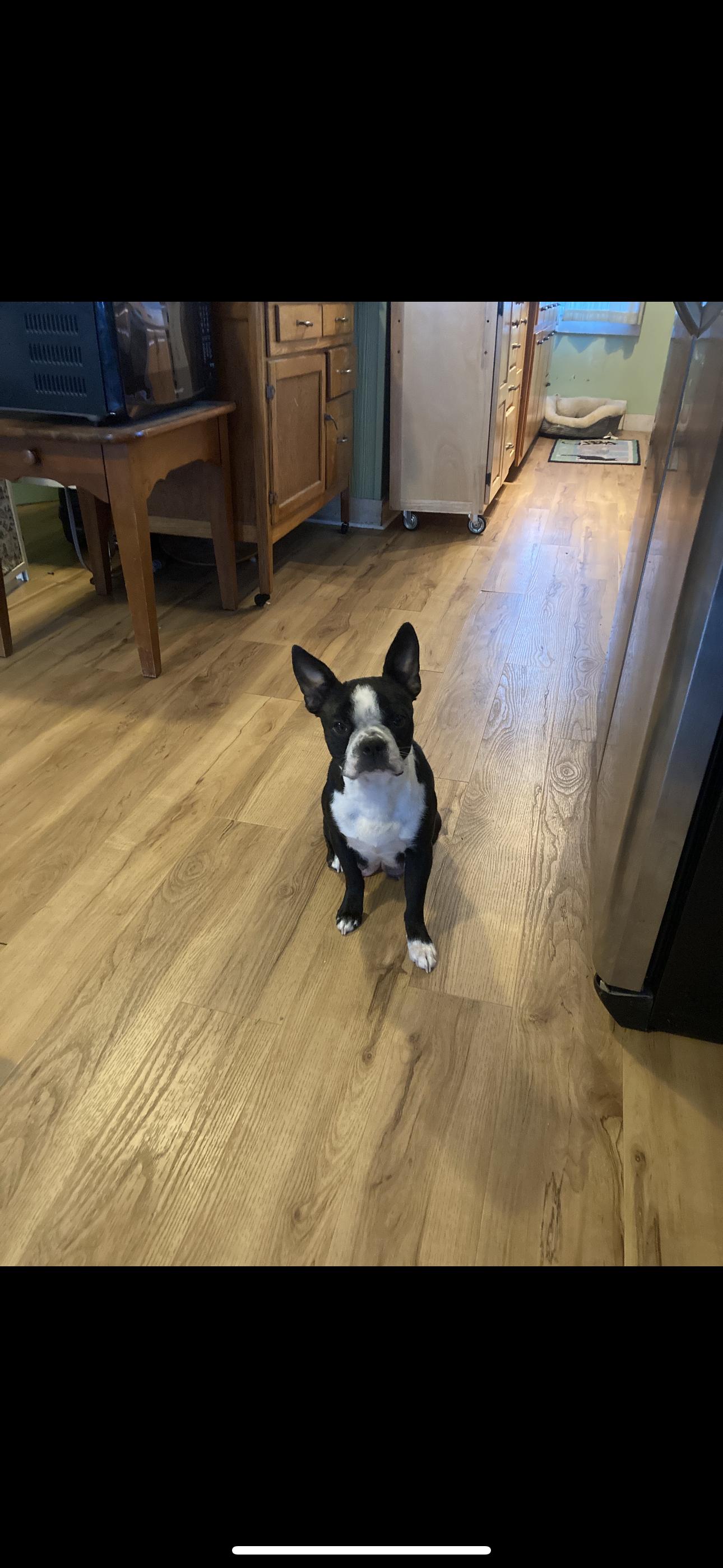 Vintage Boston Terriers in Vermont | Boston Terrier puppies | Good Dog